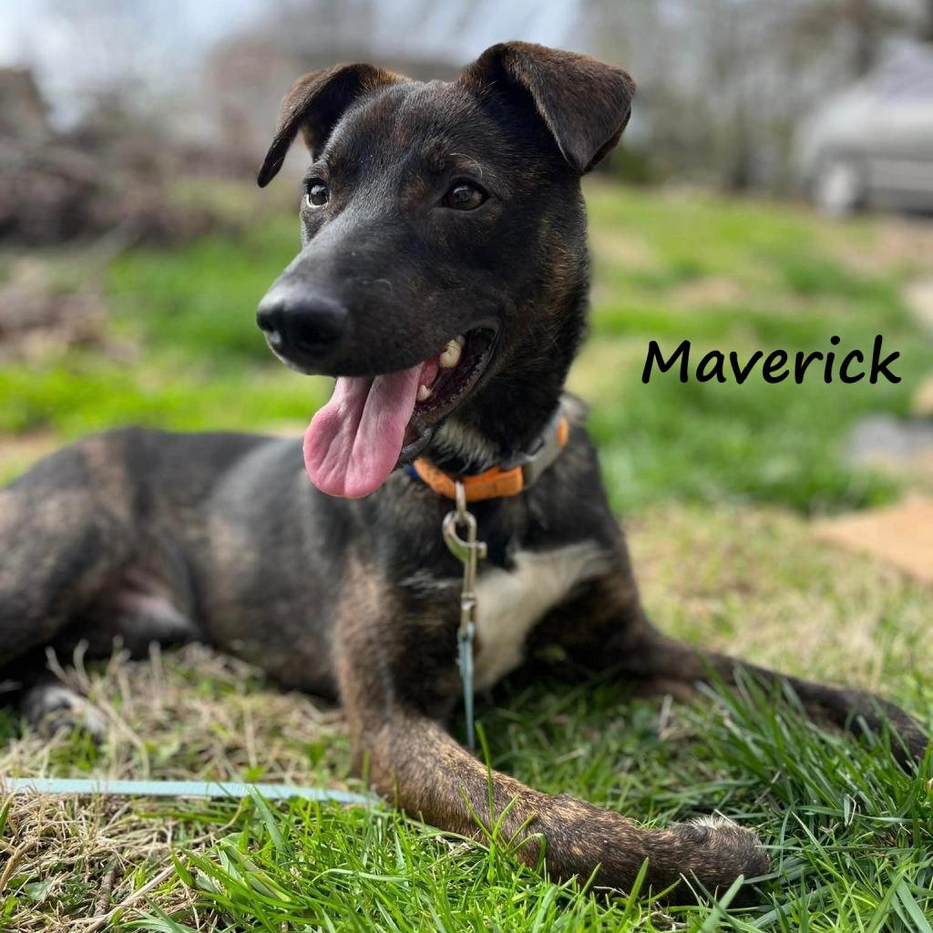 Keep your pets safe and cool during the upcoming summer heat: June 3-4 ...