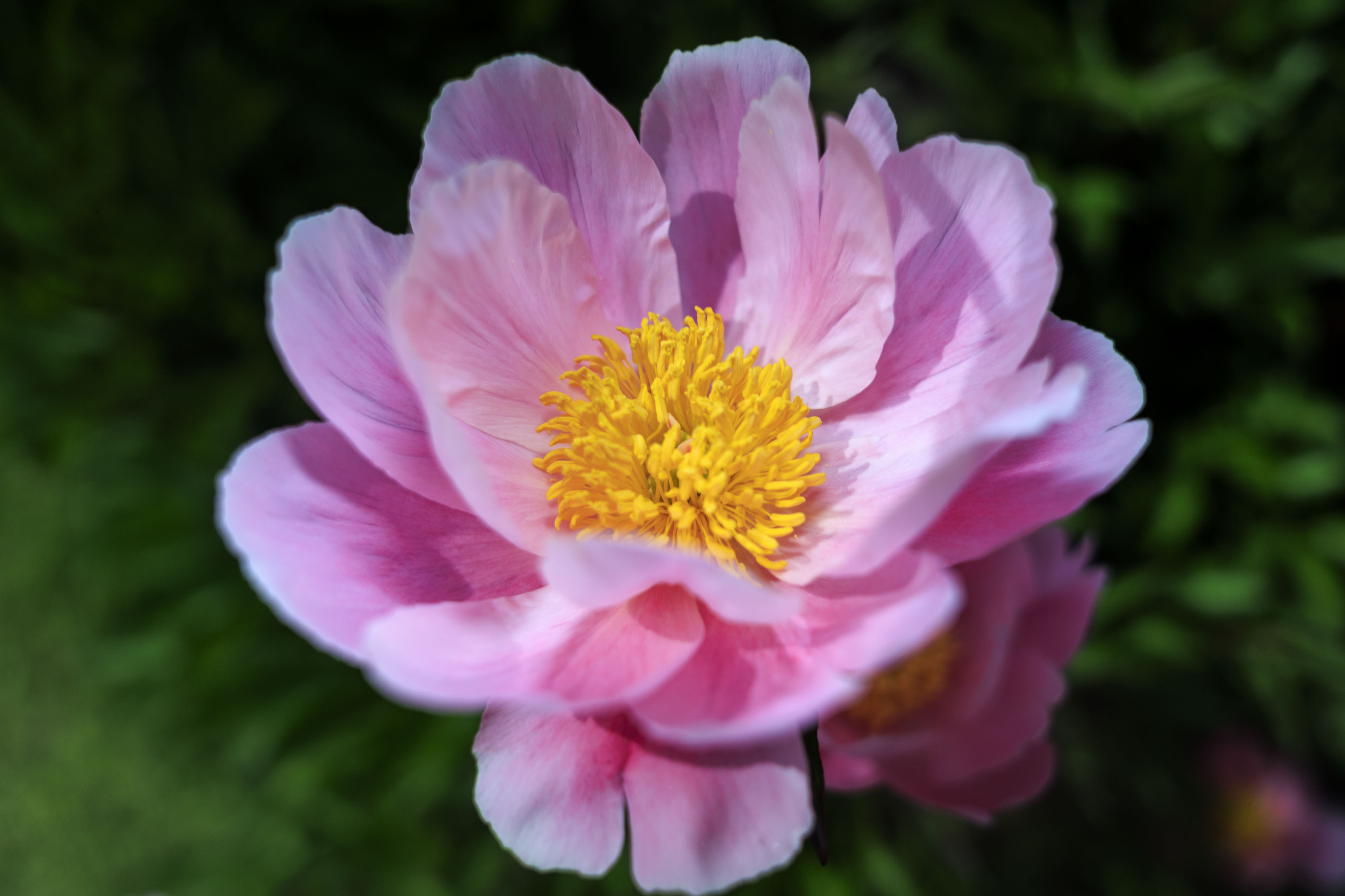 2025 Peony garden bloom at Nichols Arboretum - mlive.com