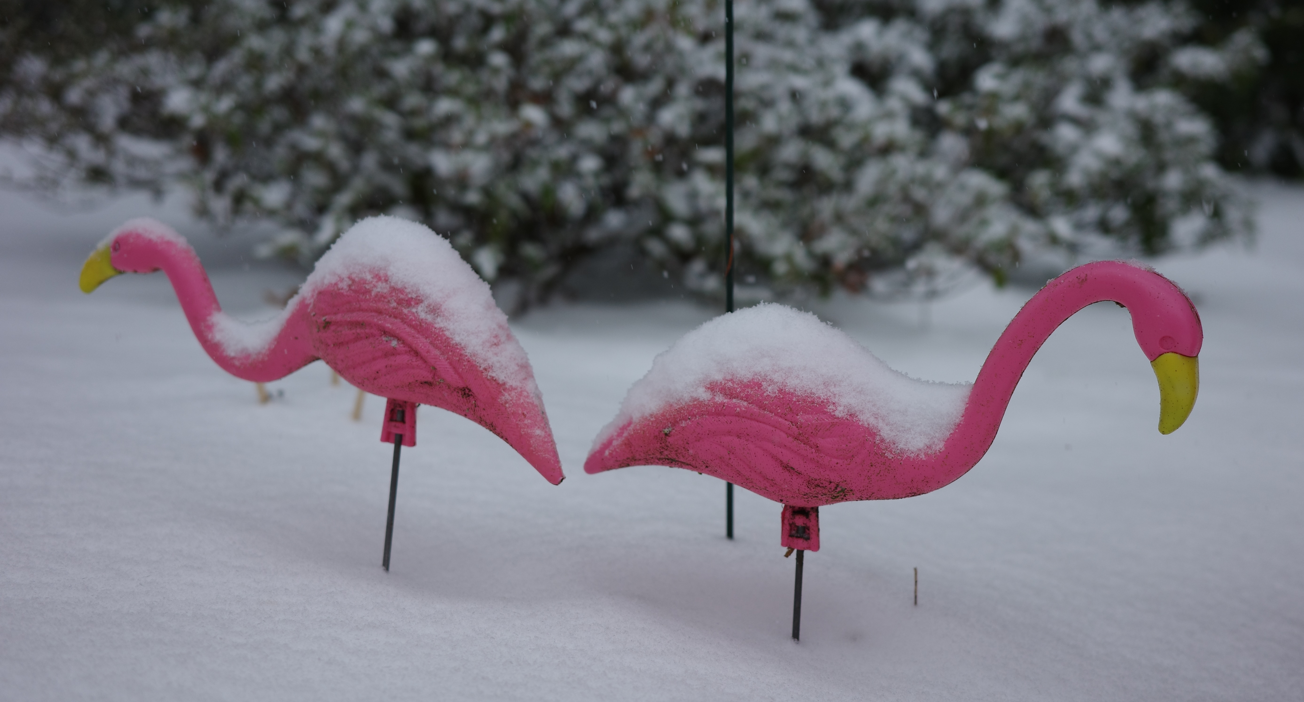 February snow blankets the Portland area - oregonlive.com