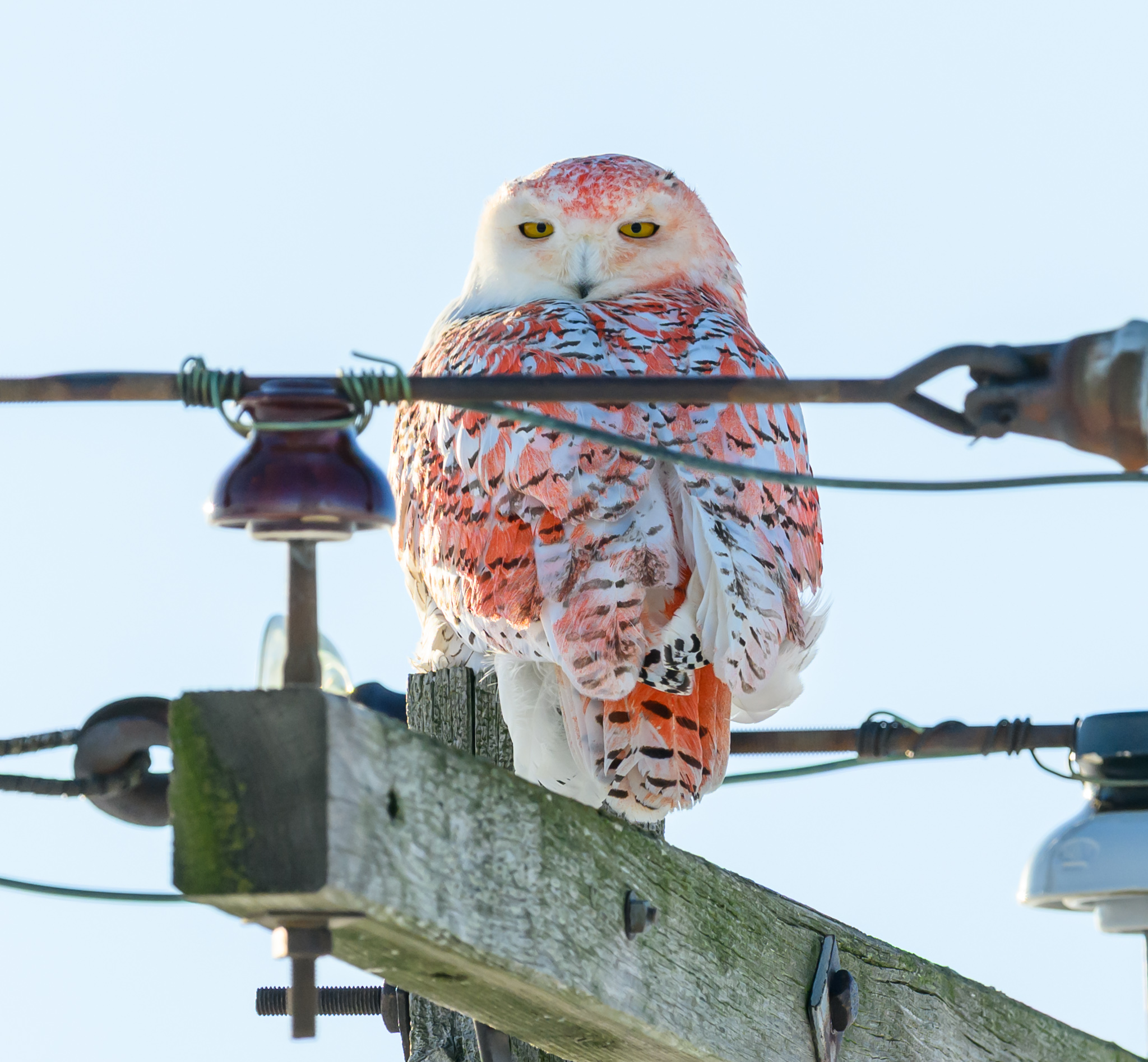 Rufous snowy owl found in Michigan - mlive.com