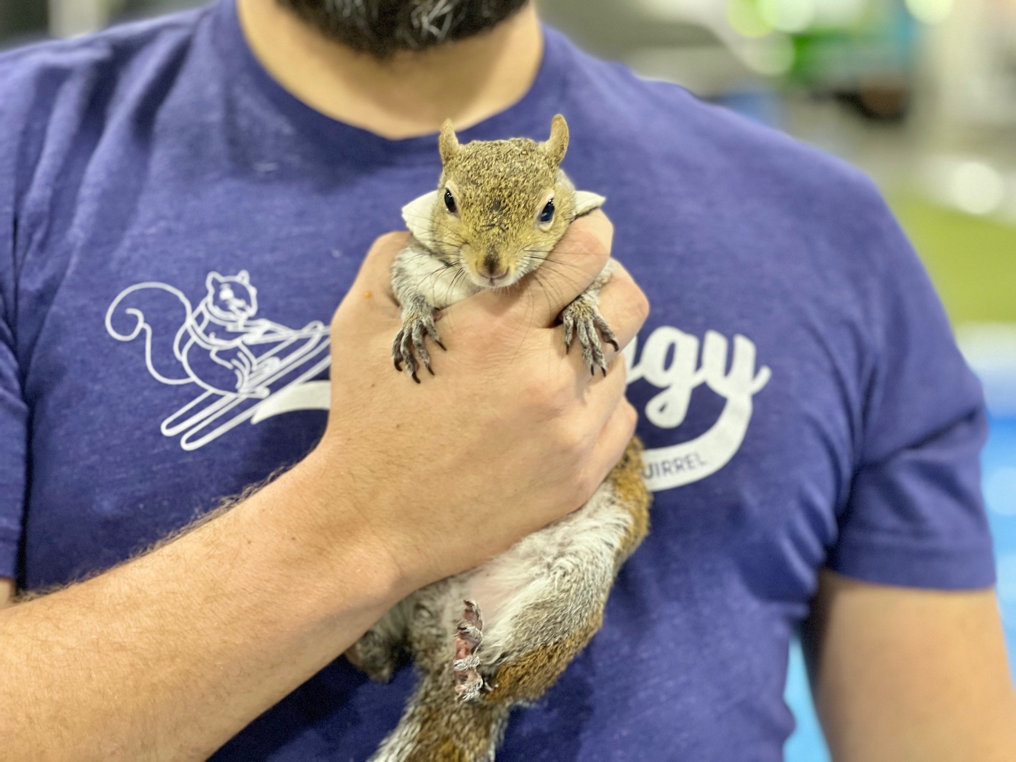Twiggy The Water Skiing Squirrel - mlive.com
