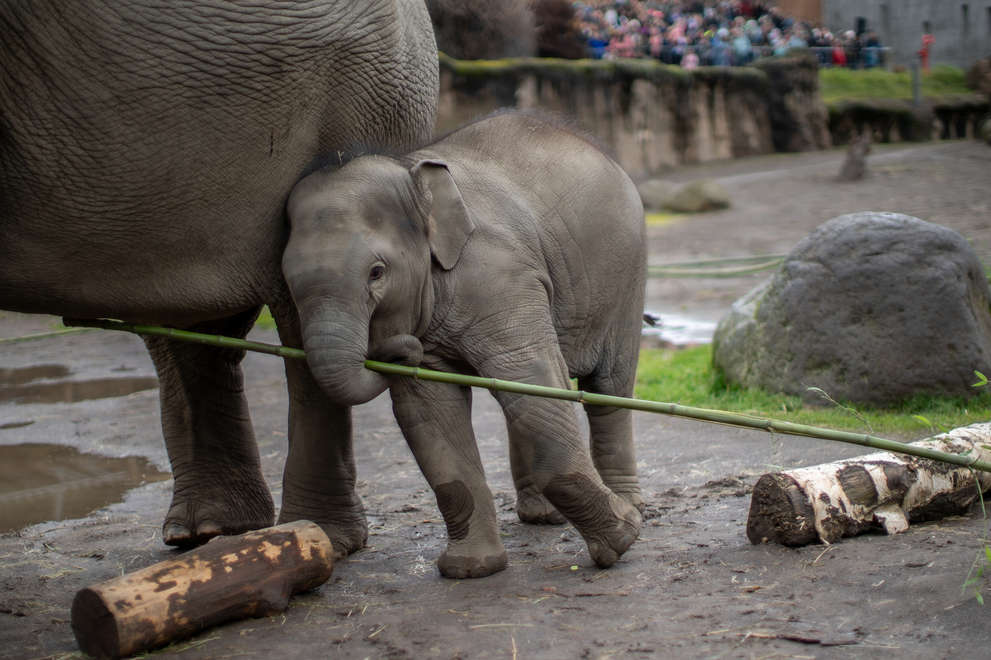 Tula-Tu’s first birthday at the Oregon Zoo - oregonlive.com