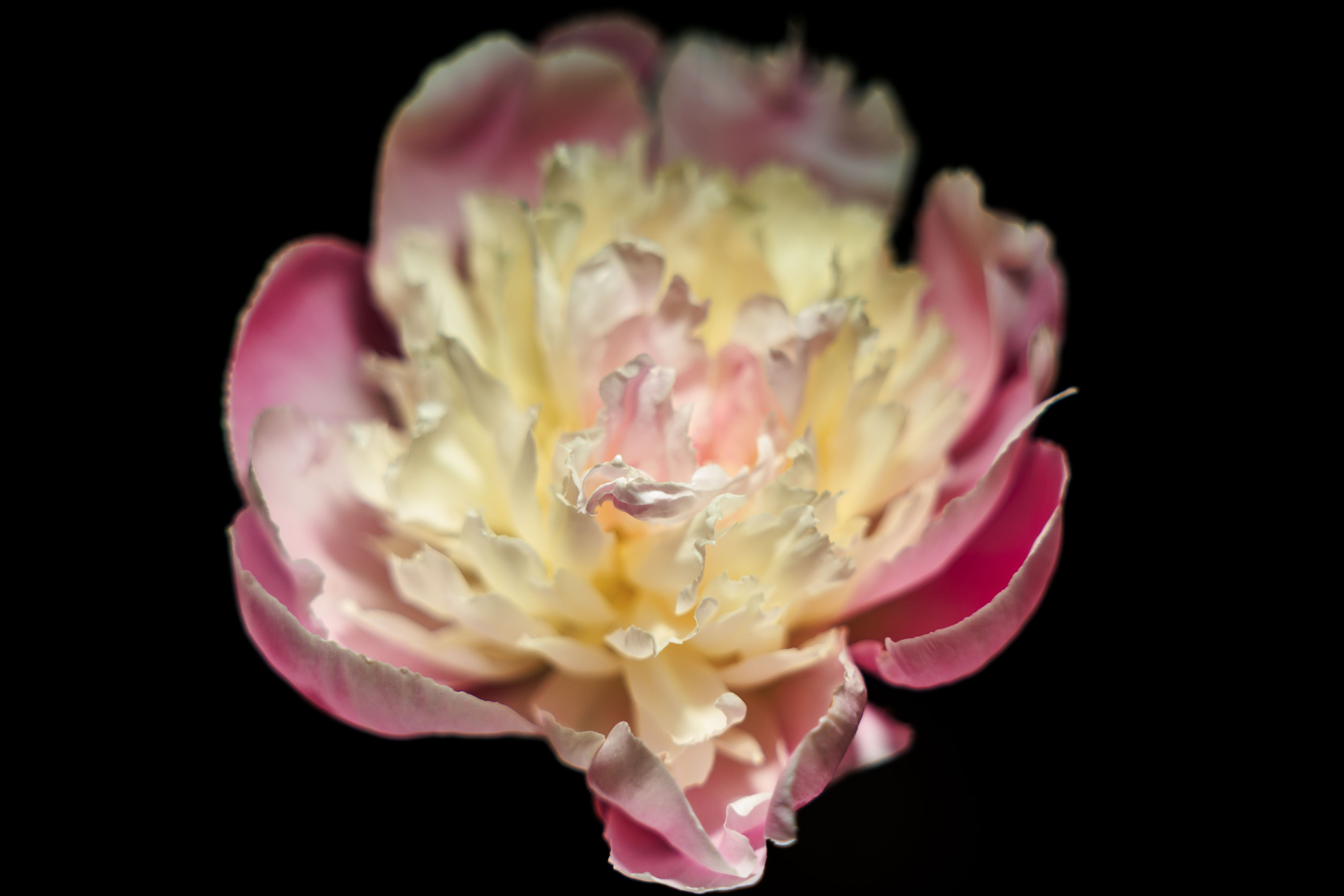 2025 Peony garden bloom at Nichols Arboretum - mlive.com