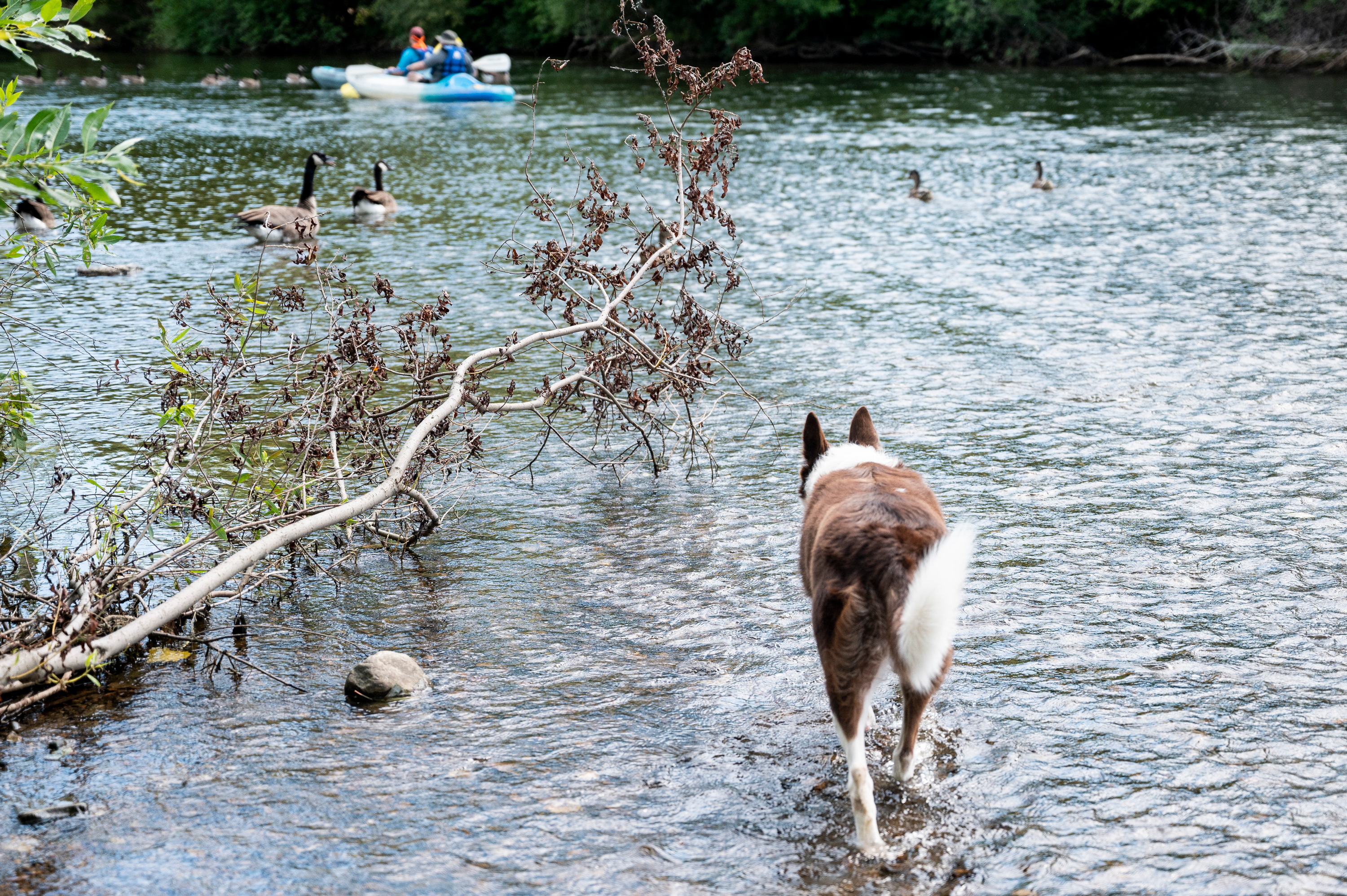 Goose Busters uses dog patrols in Ann Arbor parks to scare off geese ...