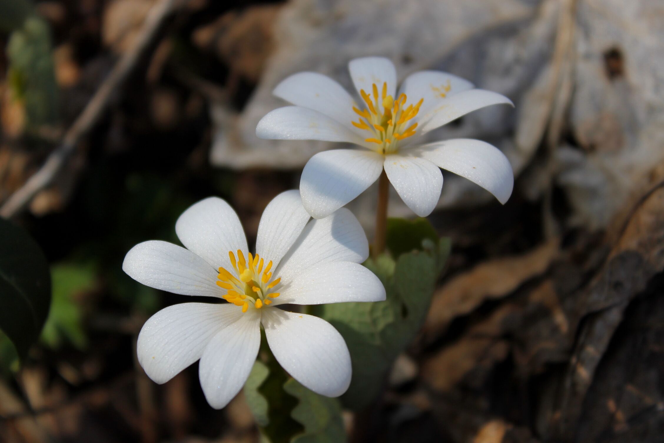 Spring Flowers In New York State | Best Flower Site