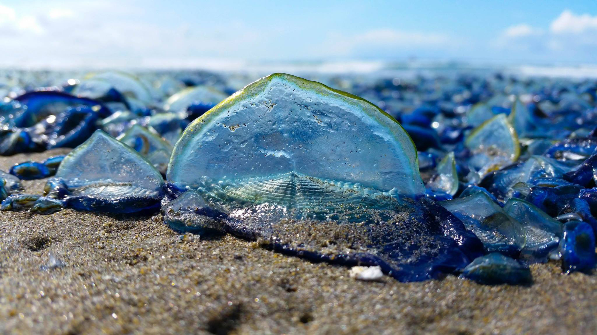 The seven most common jellyfish along Oregon's coast - oregonlive.com