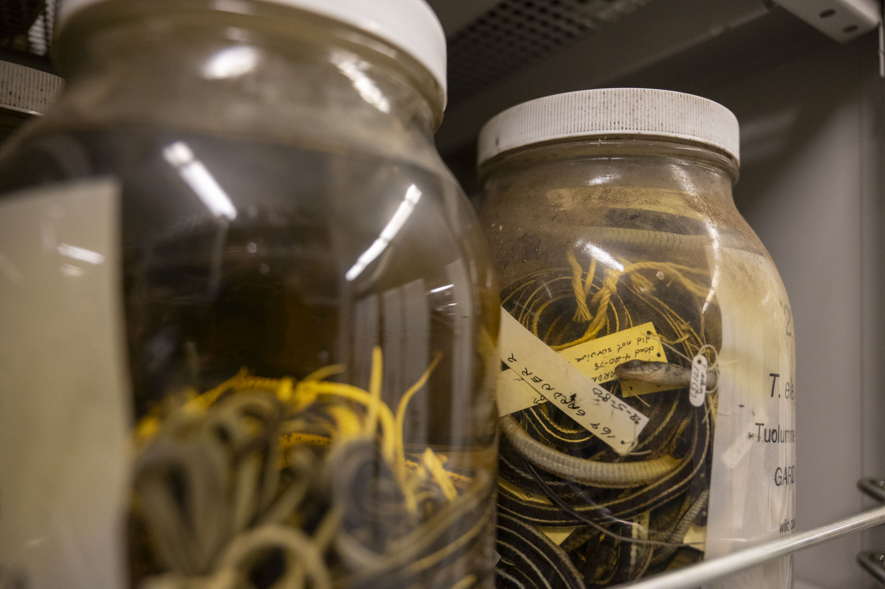 University of Michigan's snake collection - mlive.com