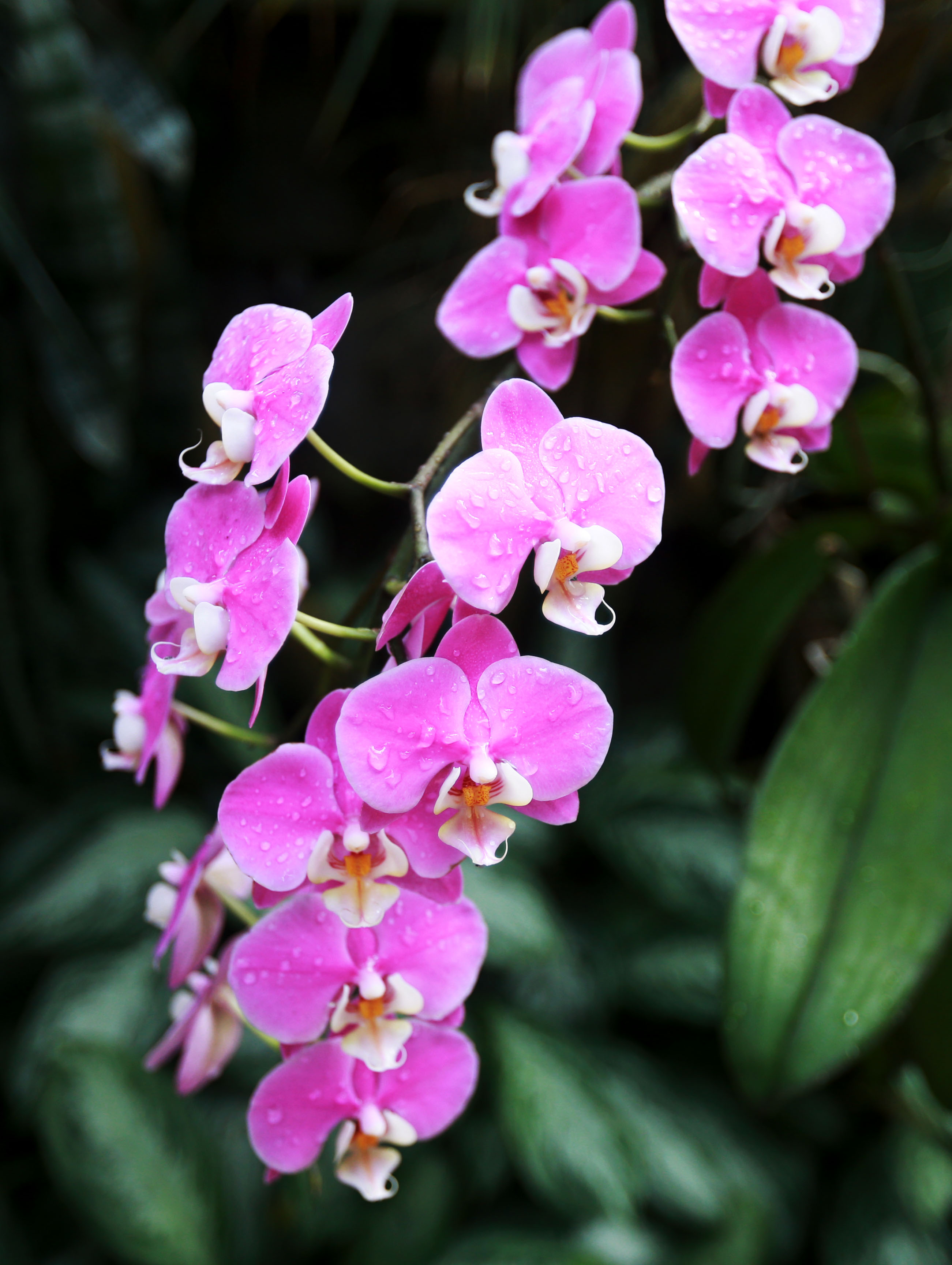 Orchids in full bloom - nj.com
