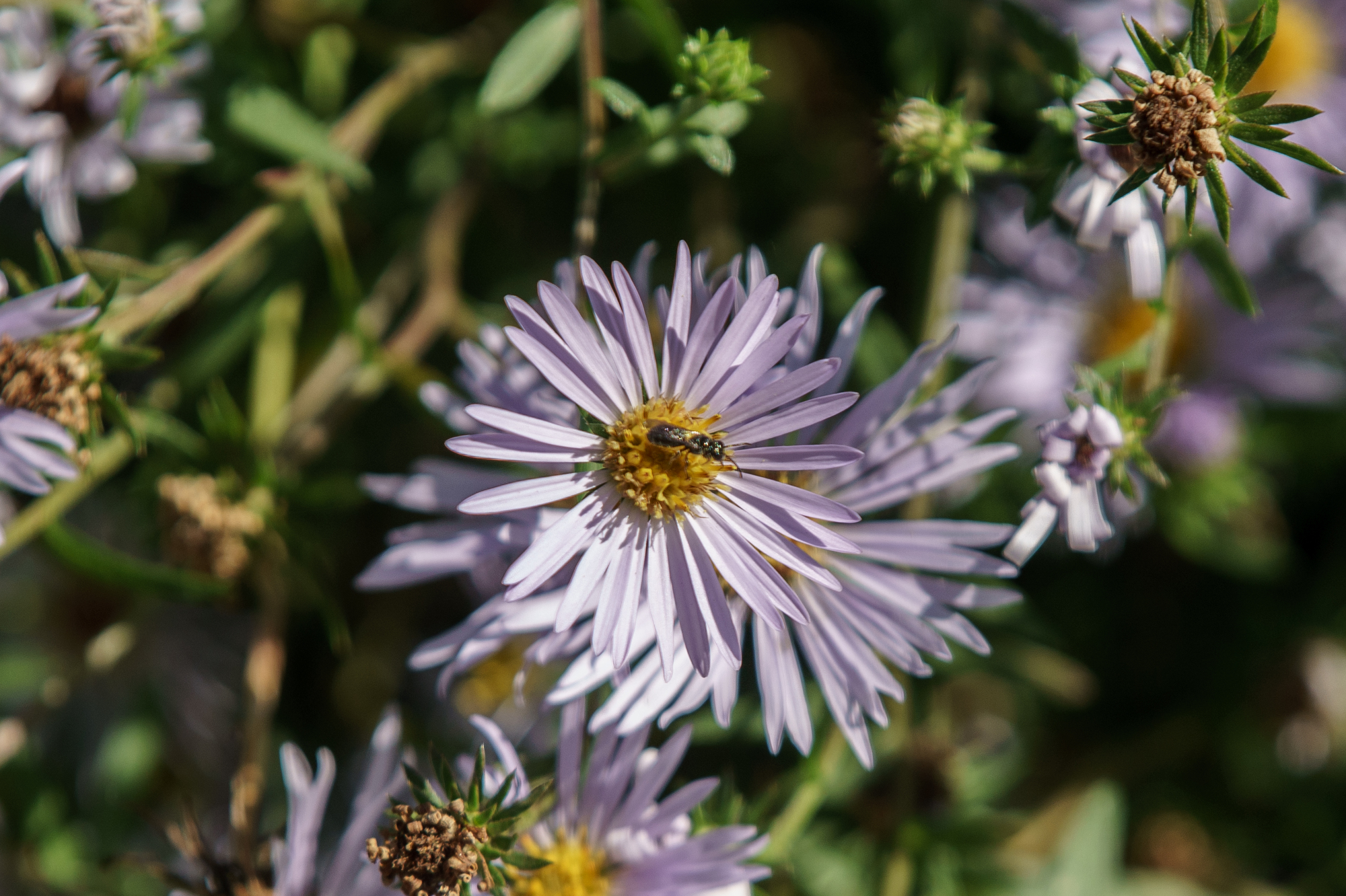Native American Youth and Family Center's community garden - oregonlive.com