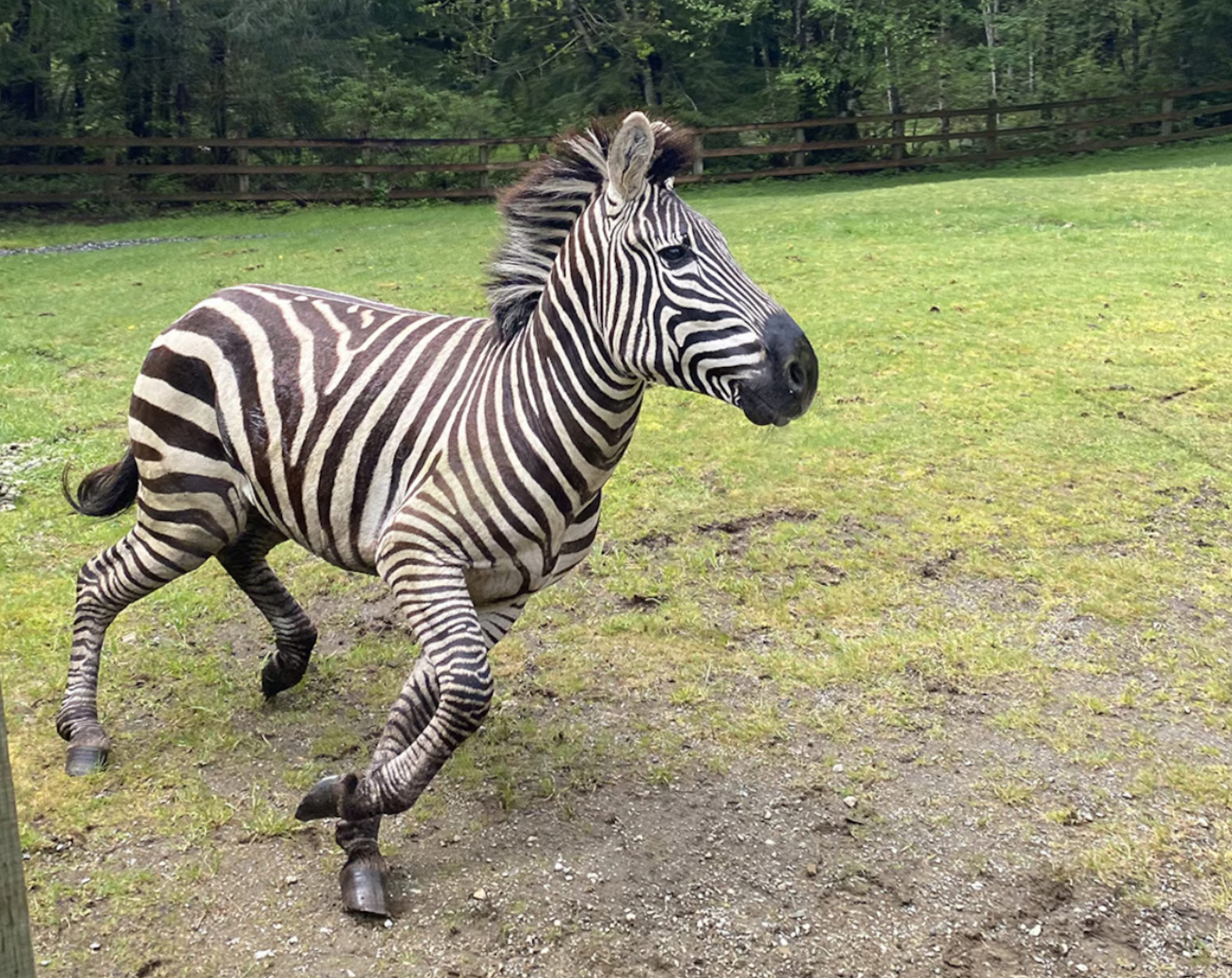 Sugar the runaway Washington Zebra - oregonlive.com