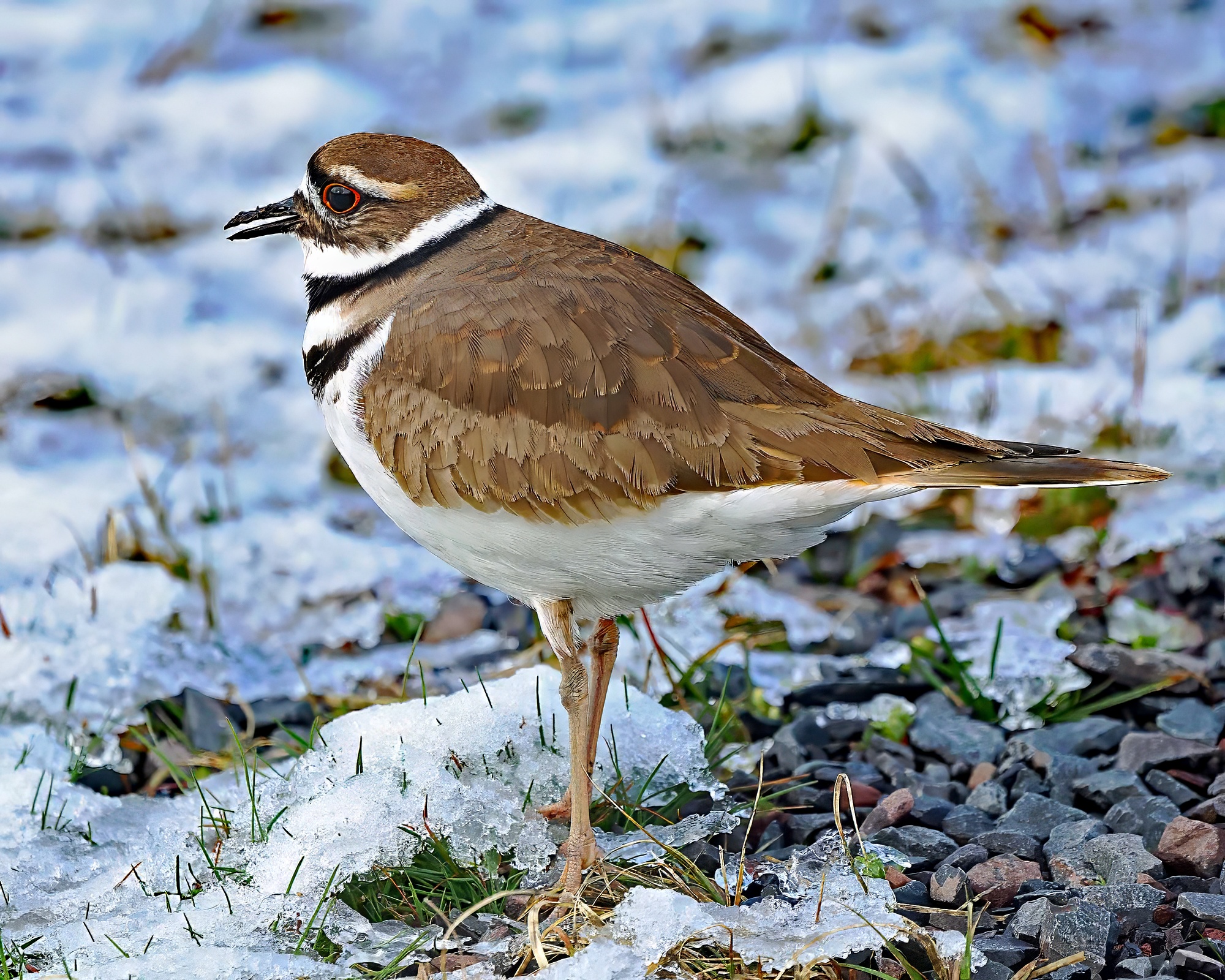 Oregon bird festival - oregonlive.com