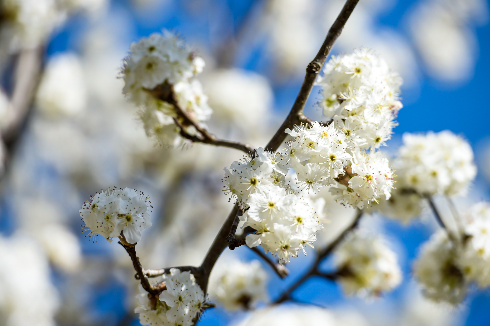 Bradford Pear Trees Alabama - al.com