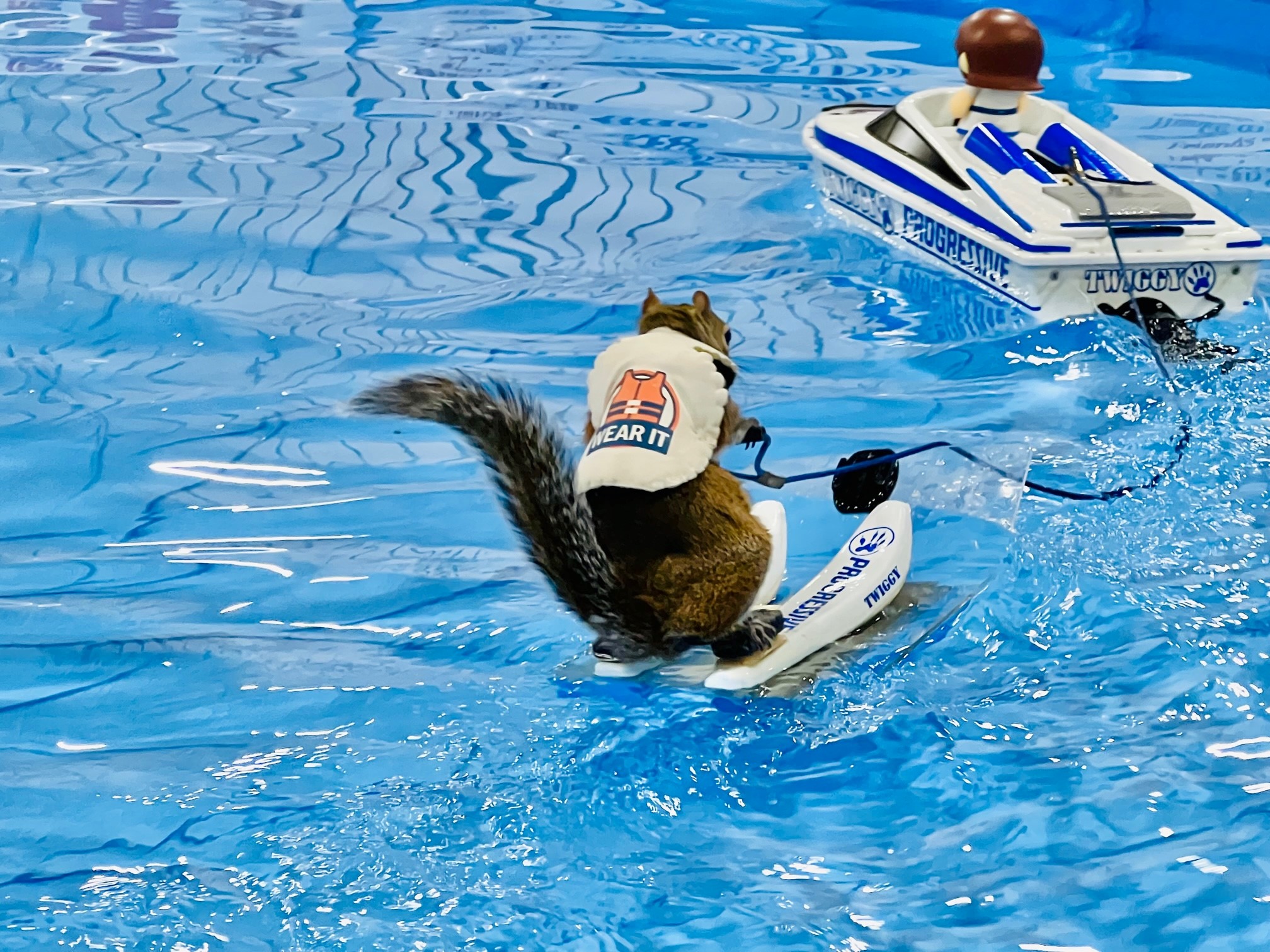 Twiggy The Water Skiing Squirrel - mlive.com