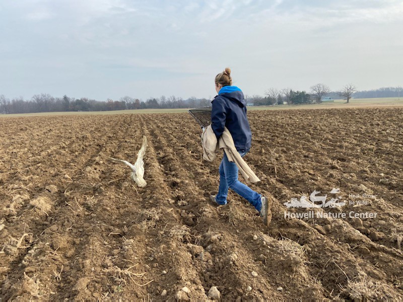 Snowy Owl Rescue - mlive.com