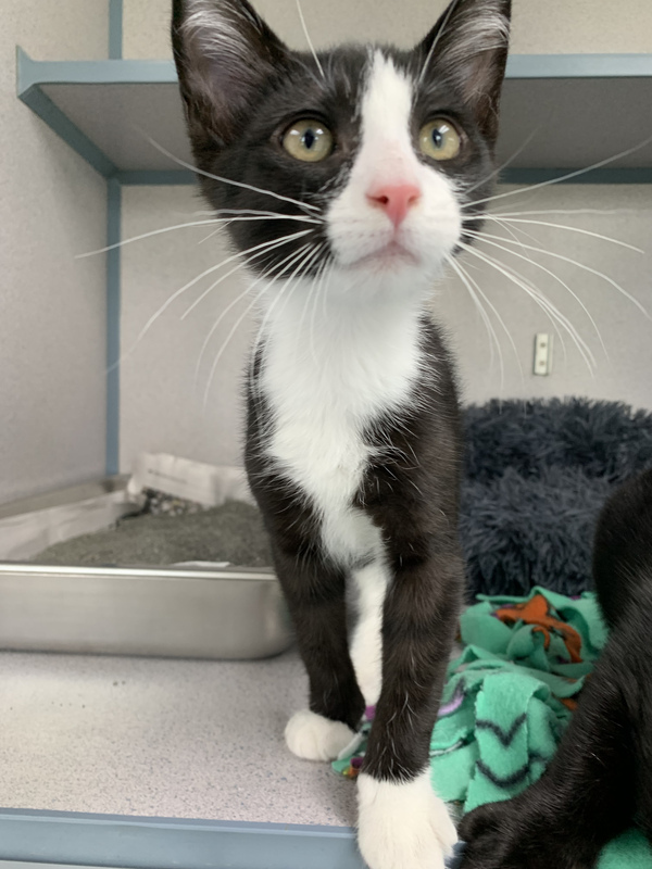 N.J. pets in need: Sept. 20, 2021 - nj.com