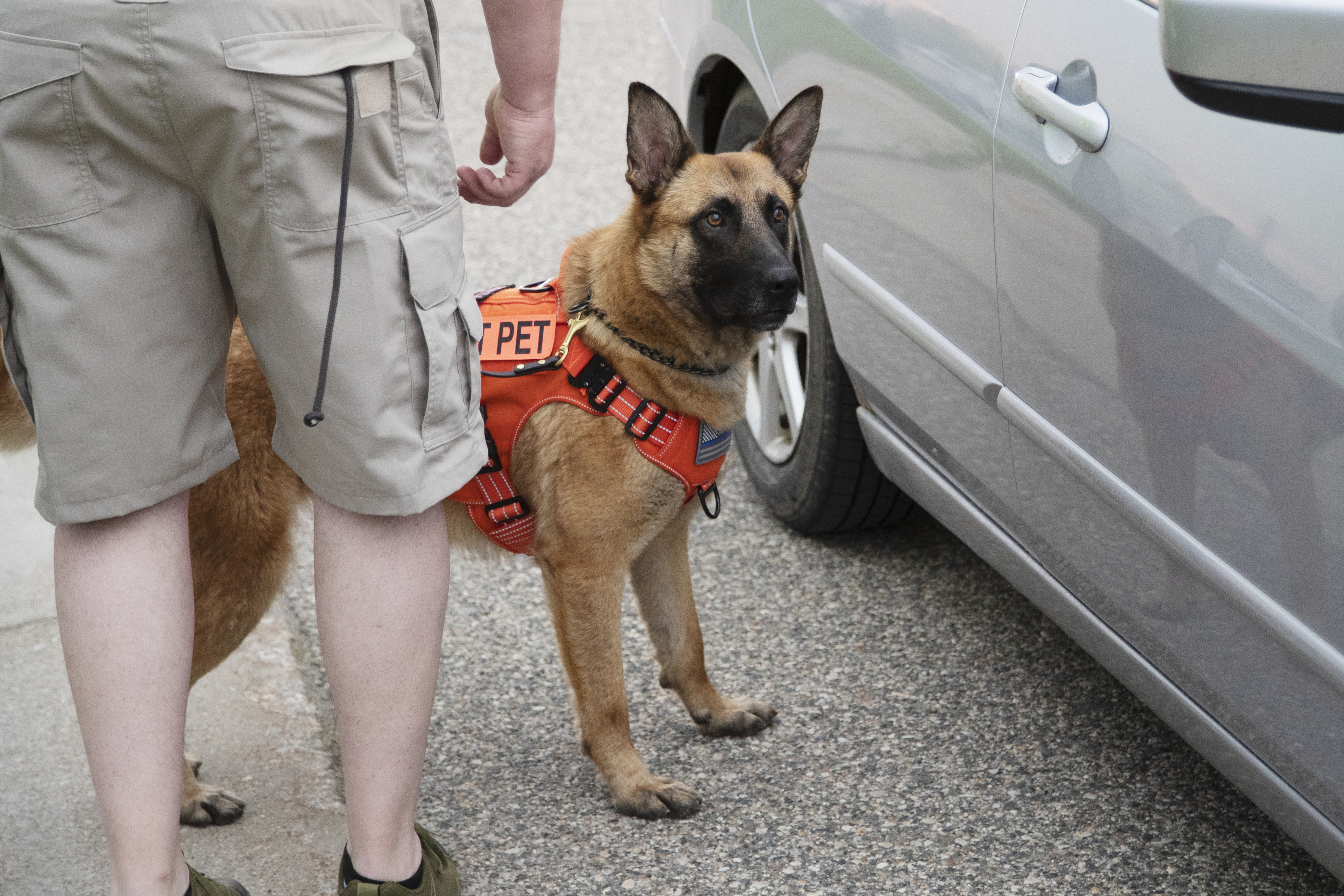 Meet Hans and Greta, the S.S. Badger's new K9s - mlive.com
