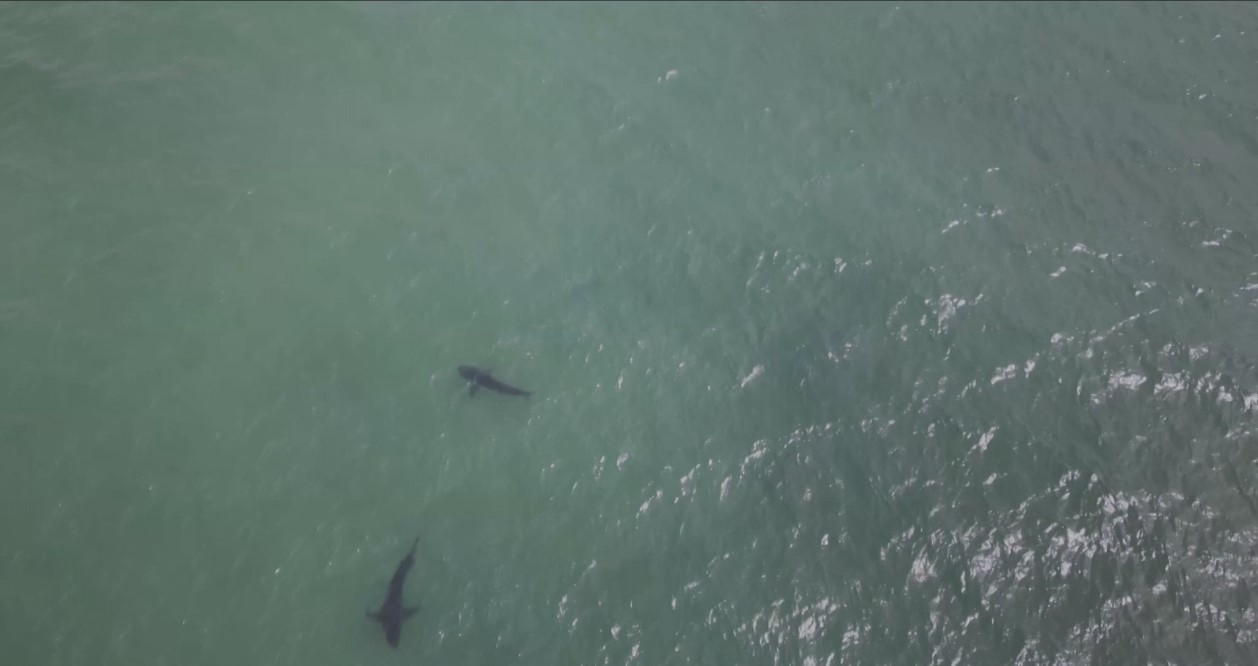 First-ever footage of newborn white shark taken by scientists; see ...