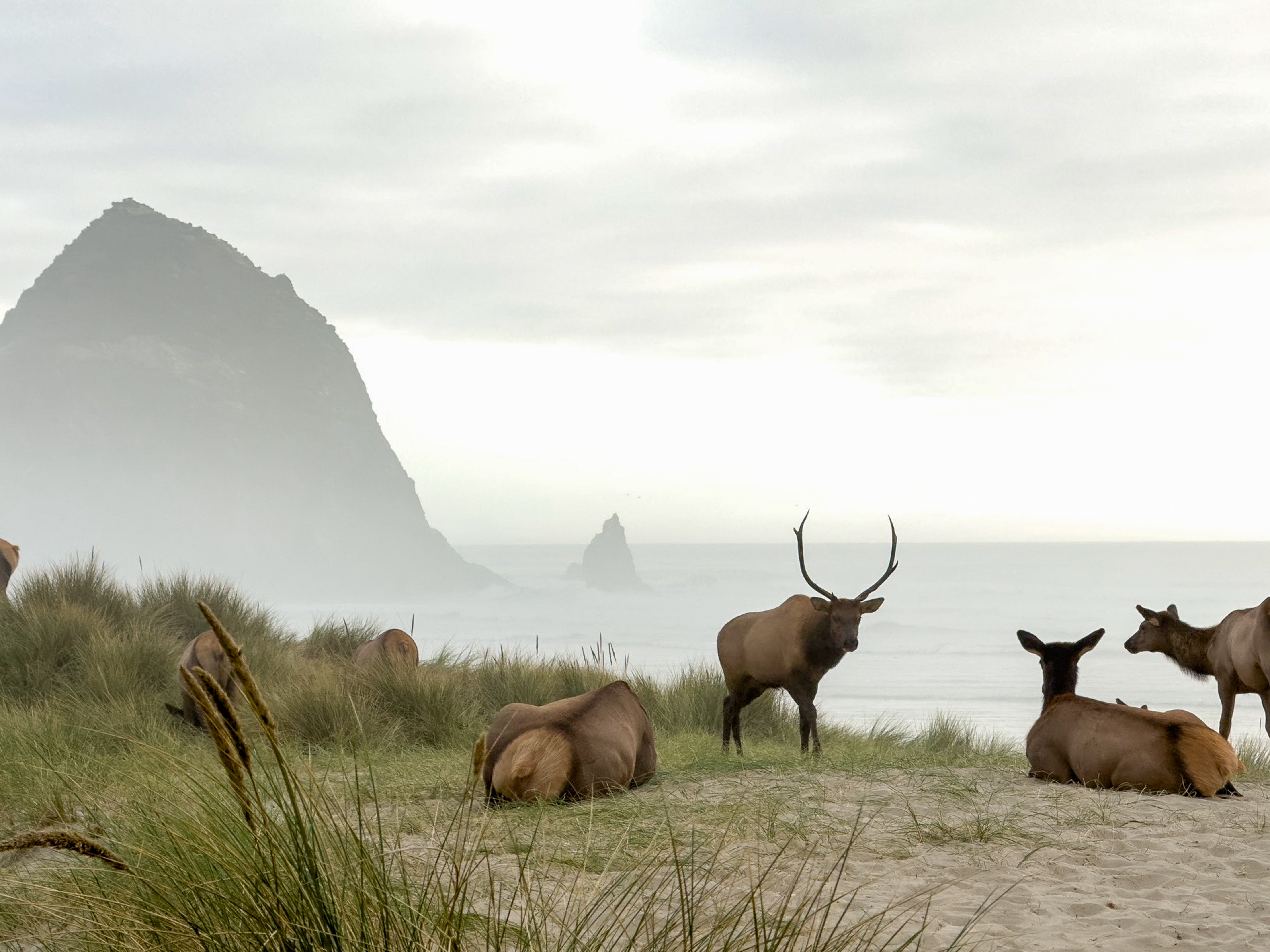 Roosevelt elk rest on Cannon Beach dunes as tourists look on ...