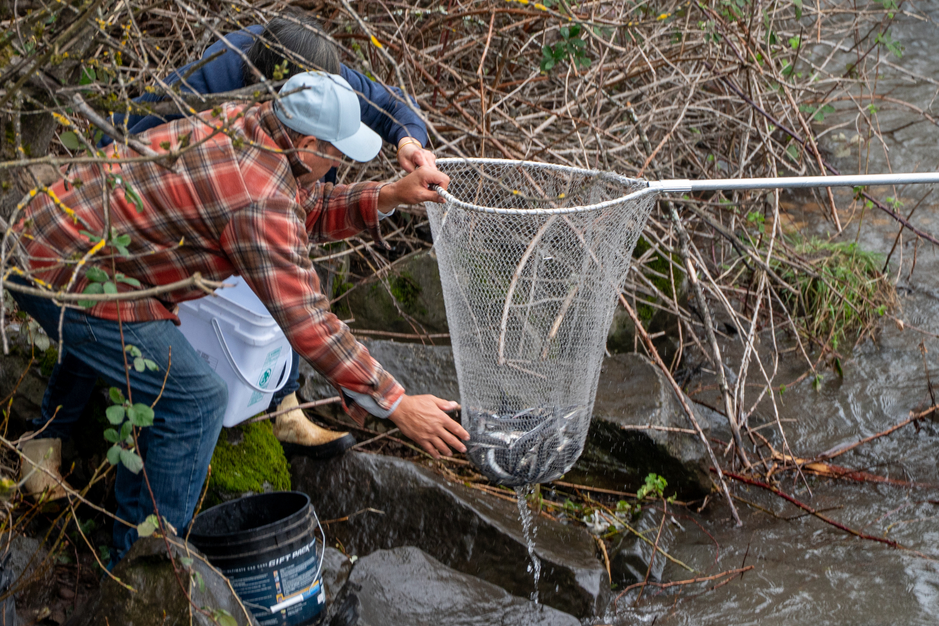 Sandy River smelt run 2025 - oregonlive.com