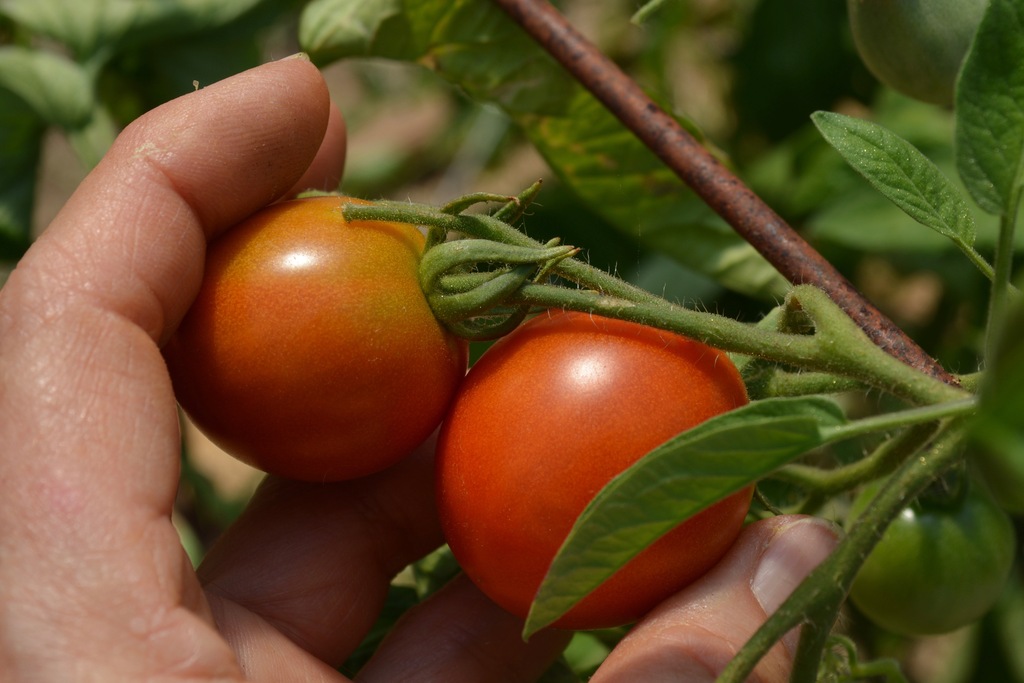 Tips and favorite tomato varieties for Oregon - oregonlive.com