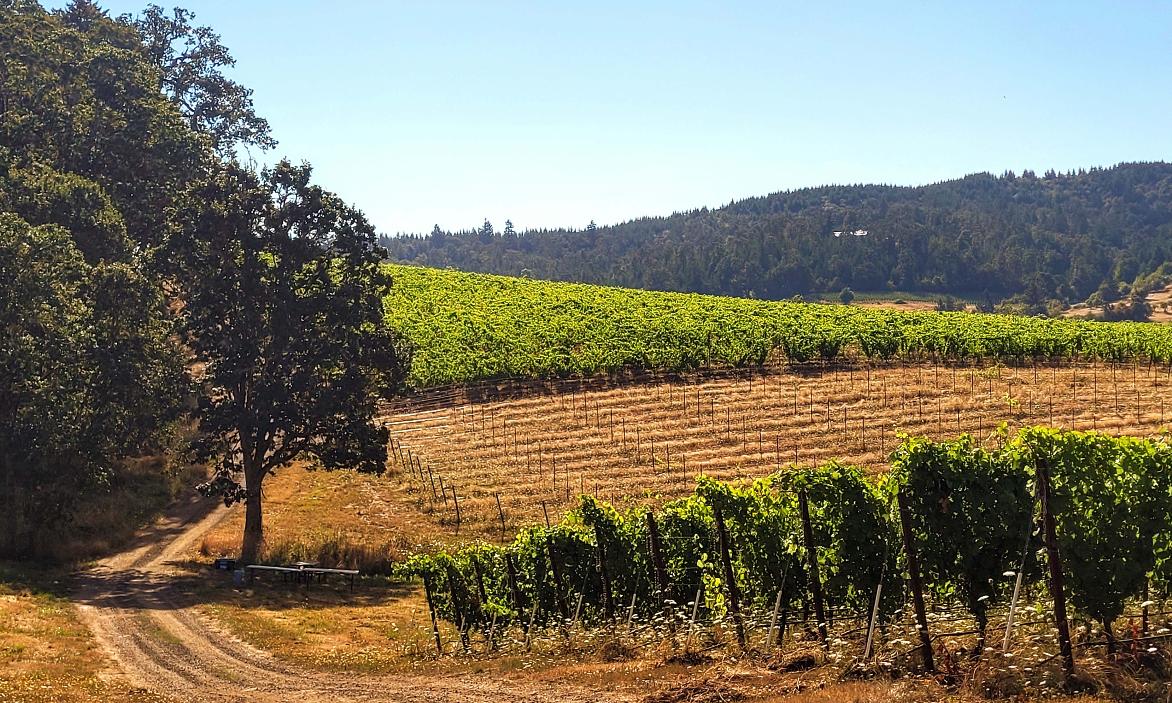 Winery spotlight: Turning Tide winery - oregonlive.com