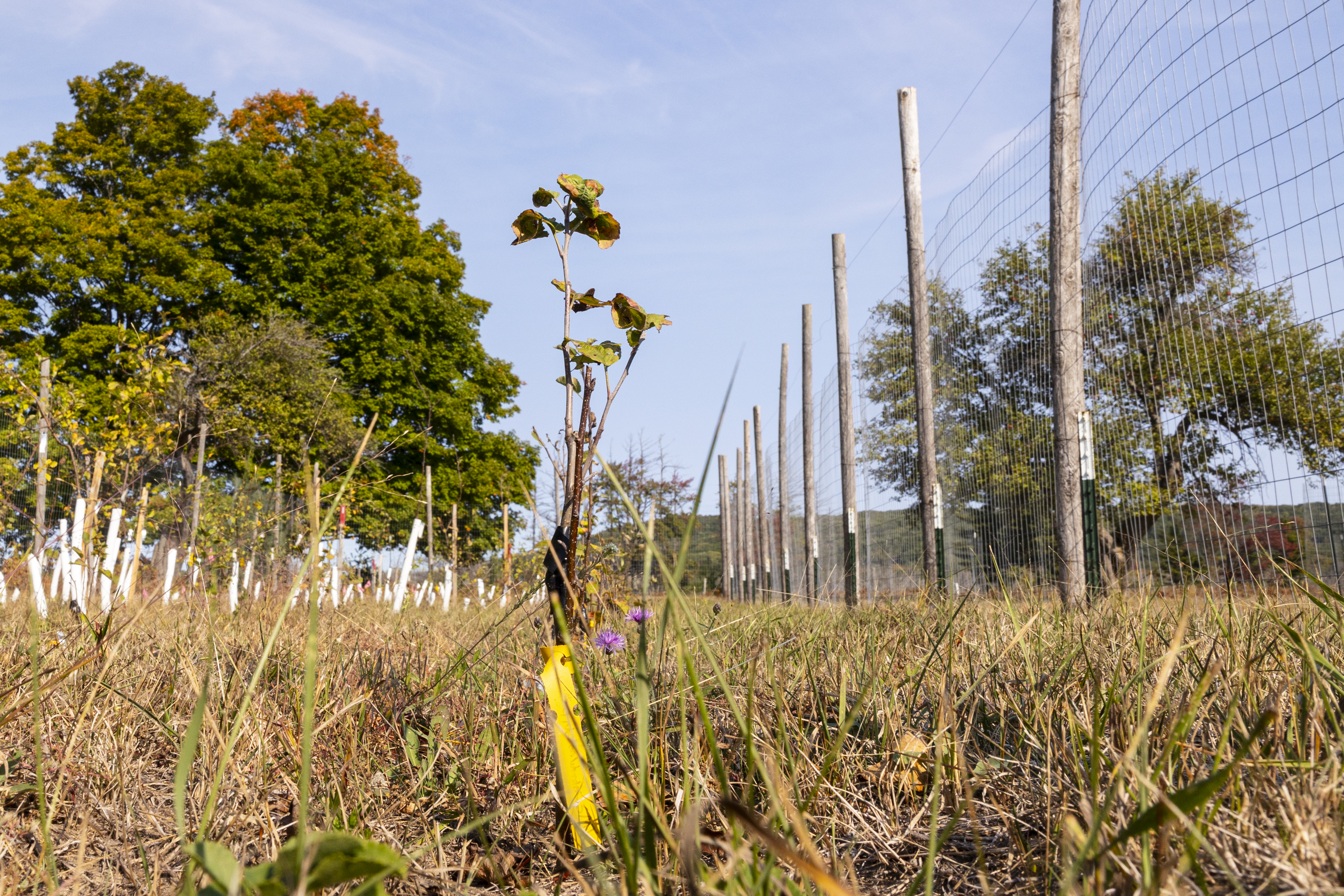 Historic apple tree preservation at Sleeping Bear Dunes - mlive.com