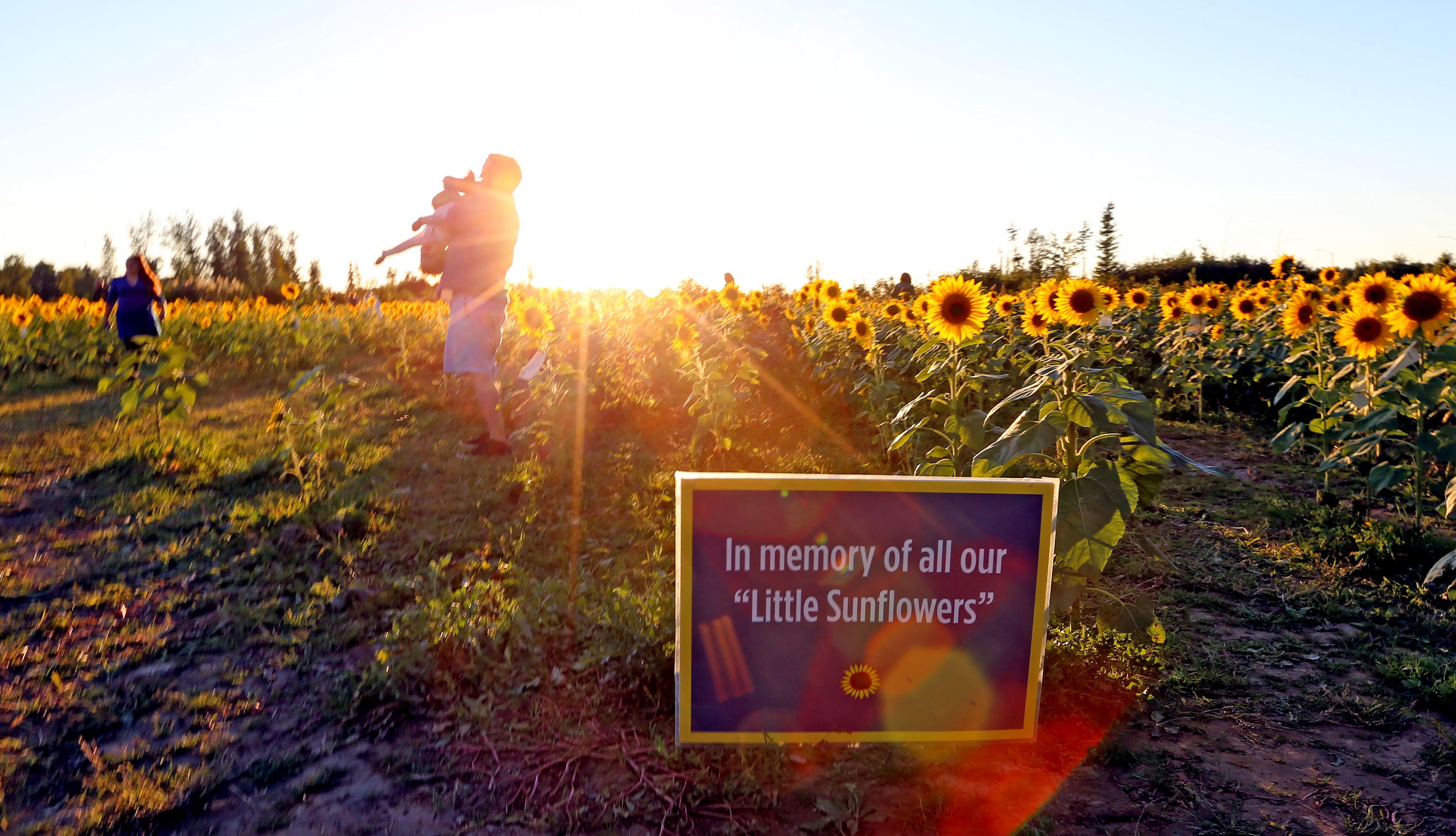 Maria’s Field of Hope in Avon is in full bloom, September 29, 2021 ...
