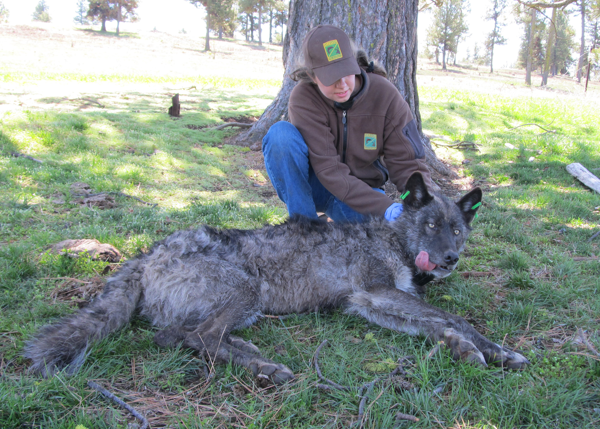 Wolves in Oregon - oregonlive.com