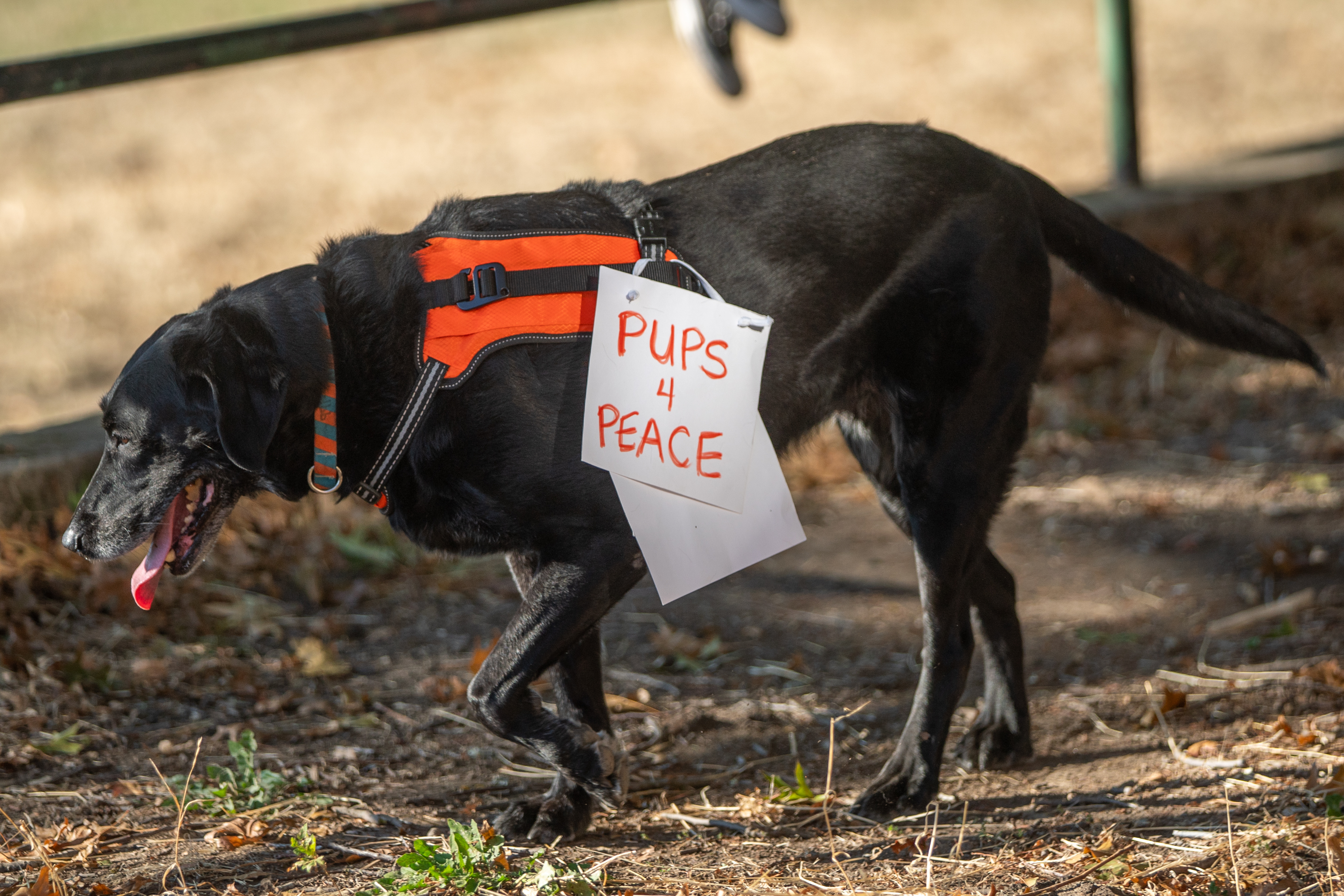 Paws off Portland puppy protest - oregonlive.com