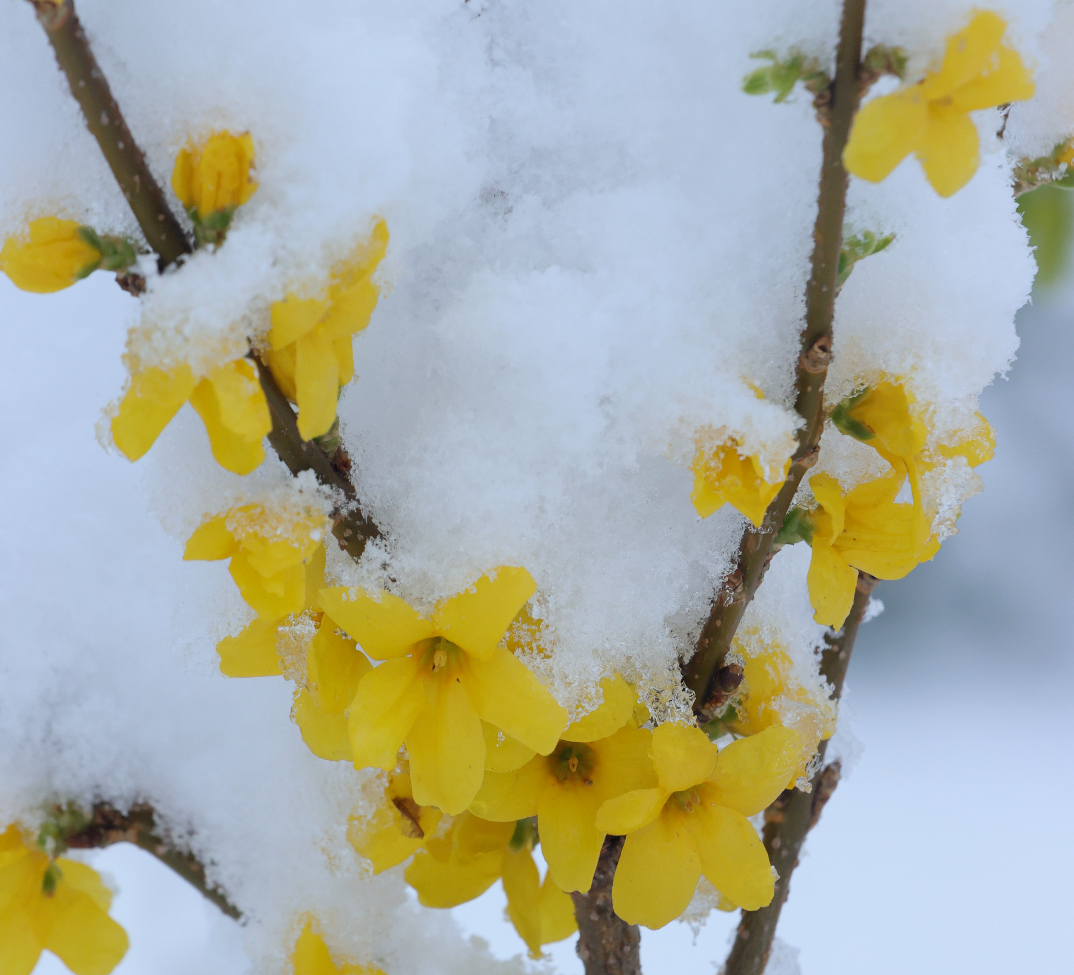 Late spring snow blankets Northeast Ohio, April 21, 2021 - cleveland.com