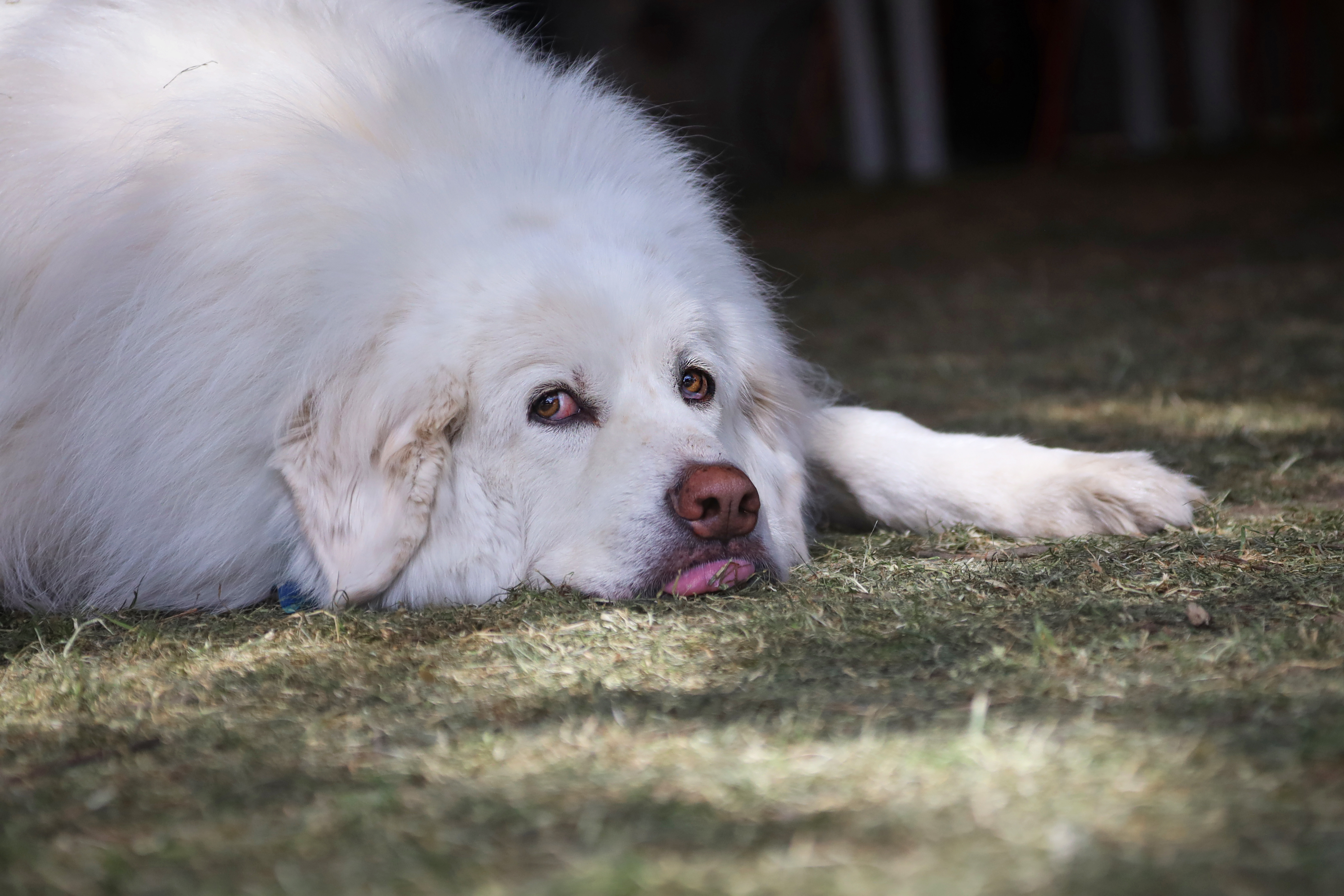Oregon Humane Society Doggie Dash 2025 - oregonlive.com