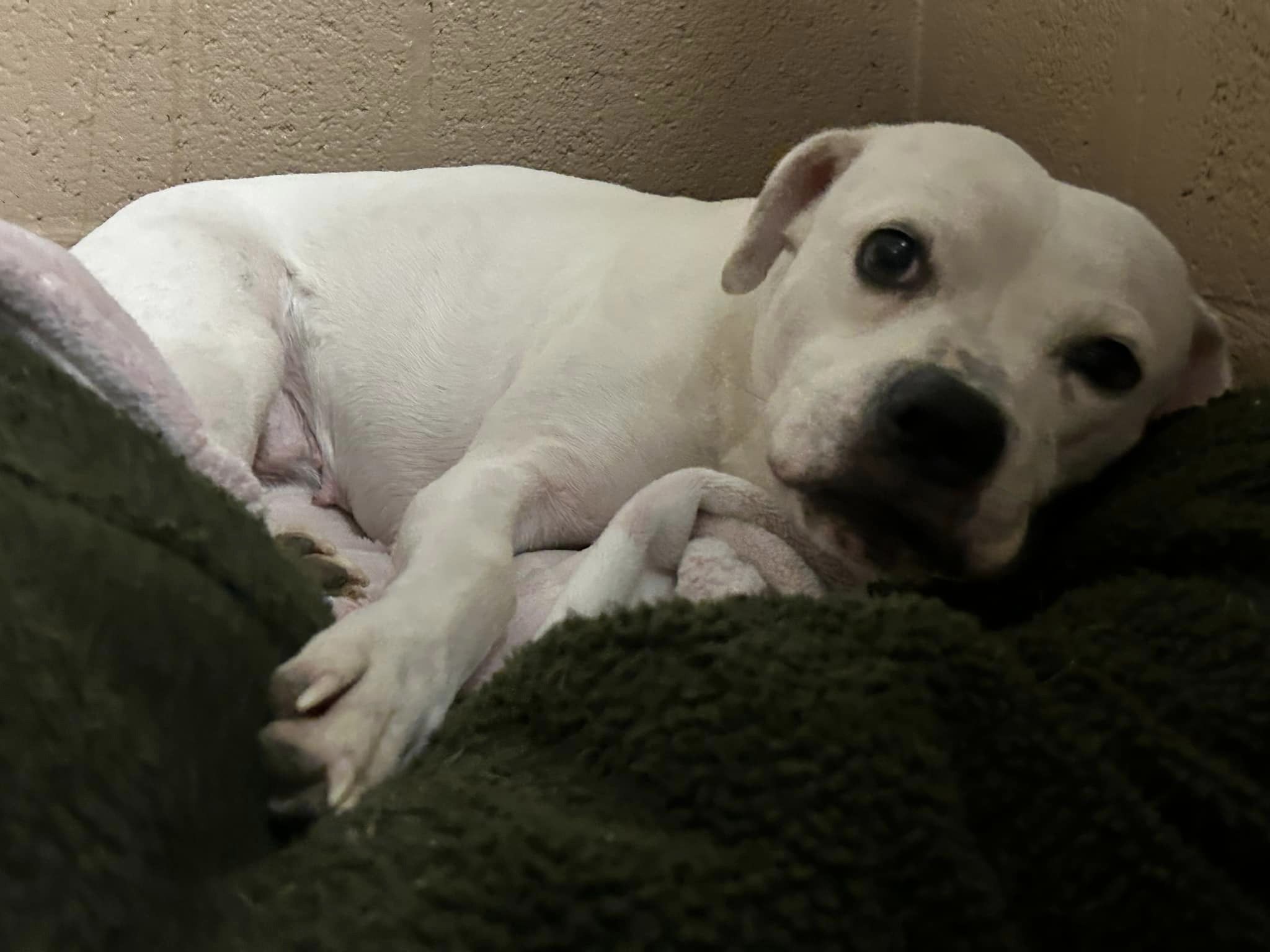 Outbreak at Speranza Animal Rescue - pennlive.com