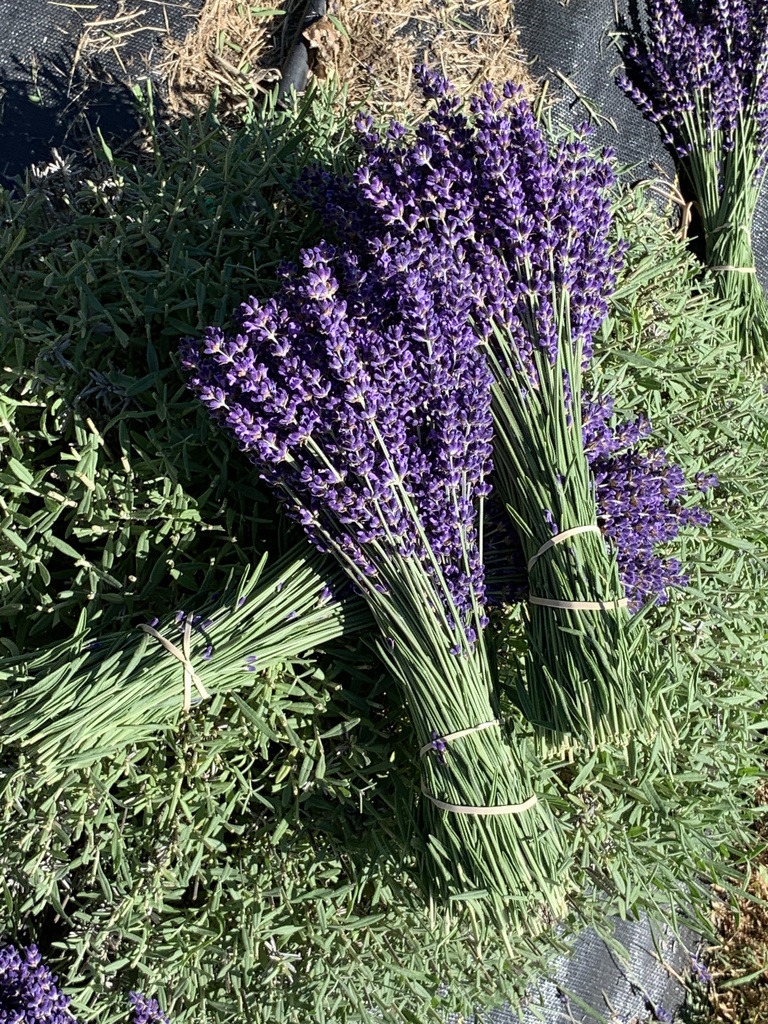 Crafting with lavender - oregonlive.com