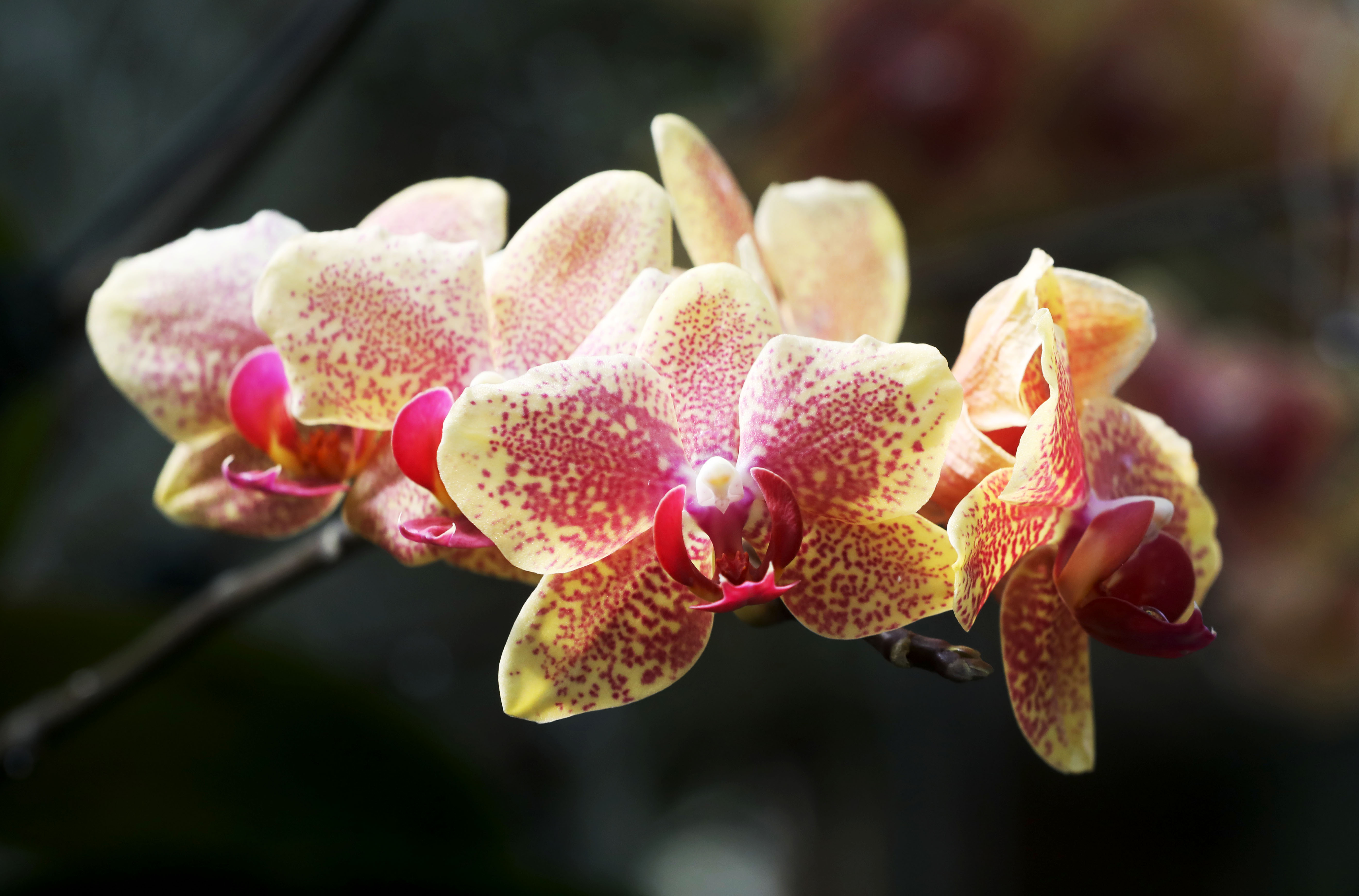 Orchids in full bloom - nj.com