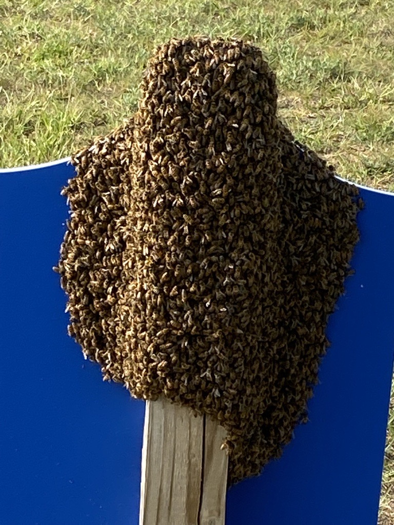 Beekeeper Removes Swarming Bees From Norton Shores Park - mlive.com