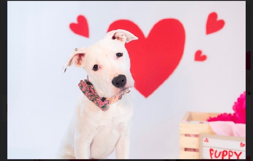 Adoptable pets looking for a loving home. March 11-12 - silive.com