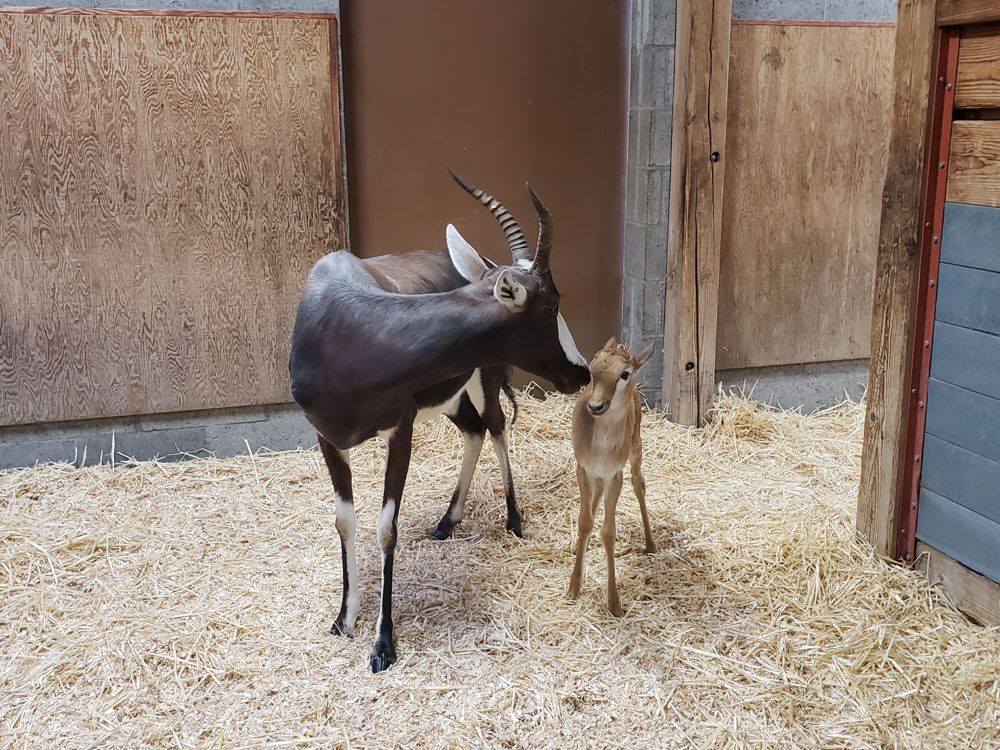The Oregon Zoo - oregonlive.com