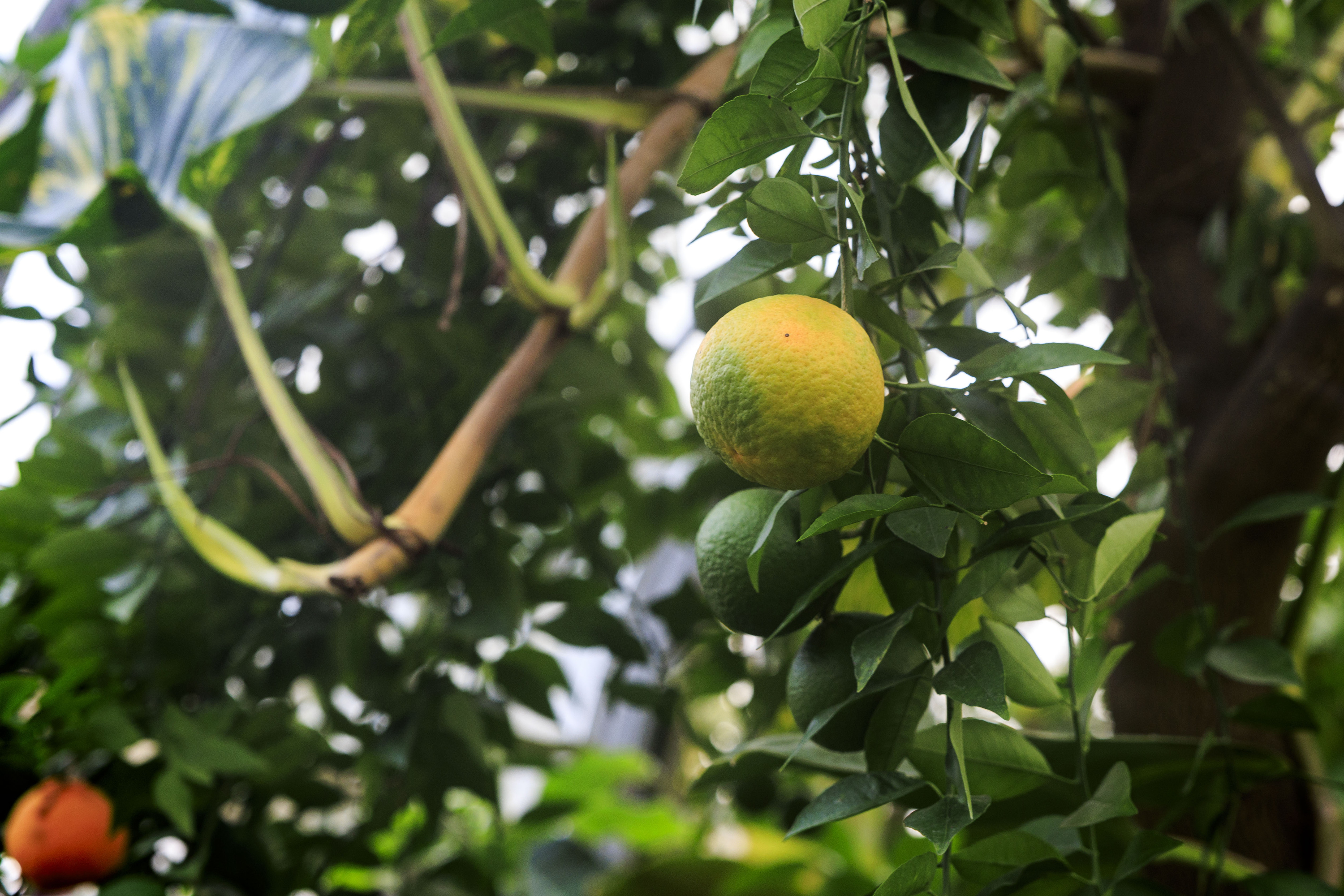 Renovated Belle Isle Conservatory open in Detroit - mlive.com