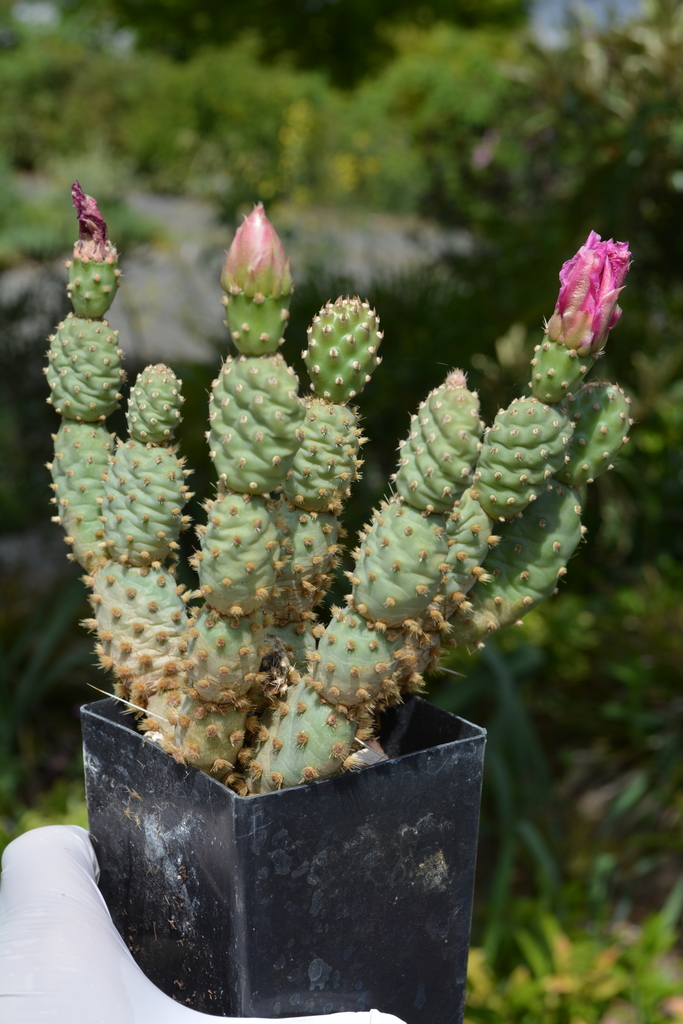 Hardy cacti - oregonlive.com