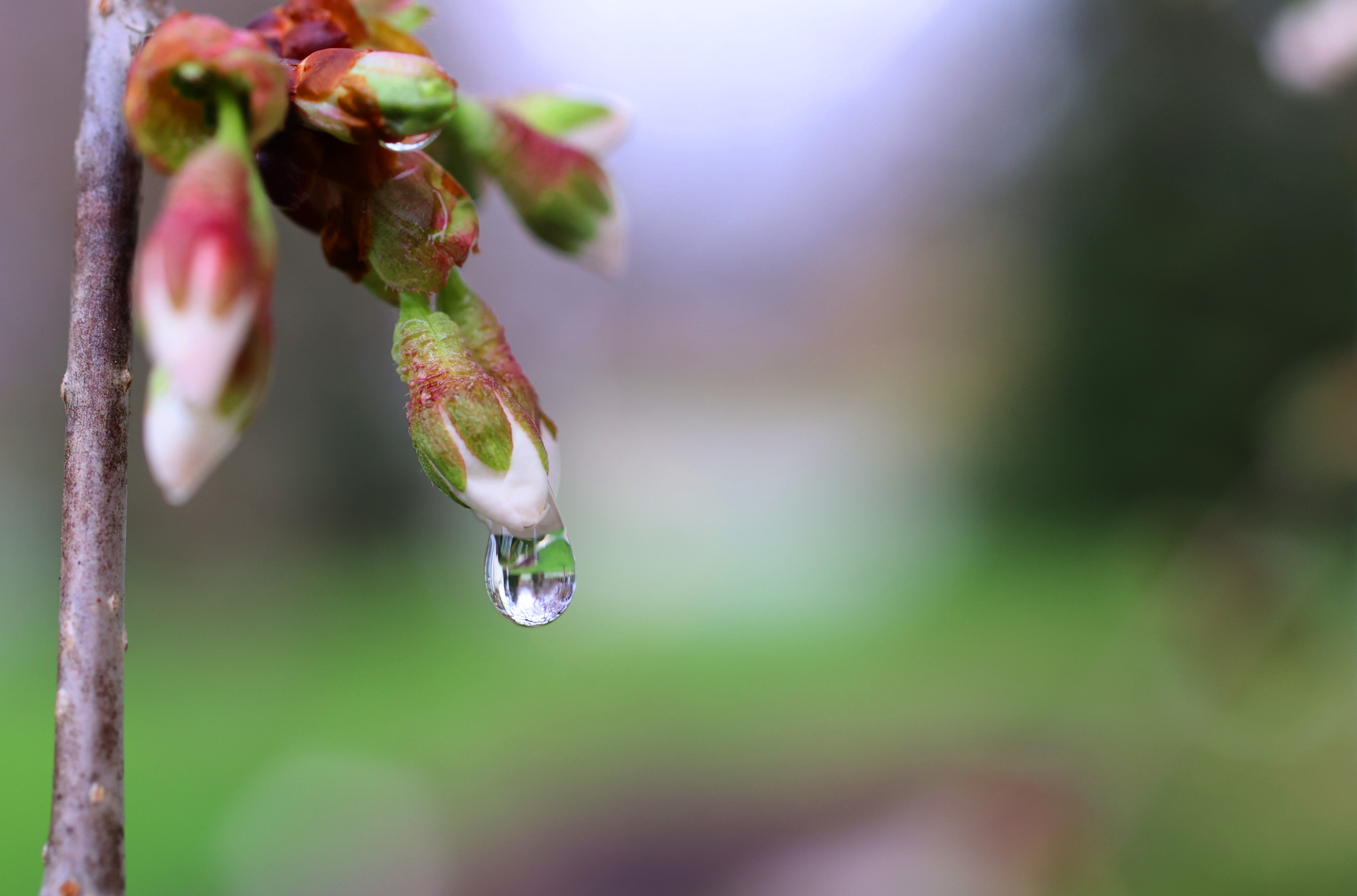 Spring is in the Northeast Ohio air 2022 - cleveland.com