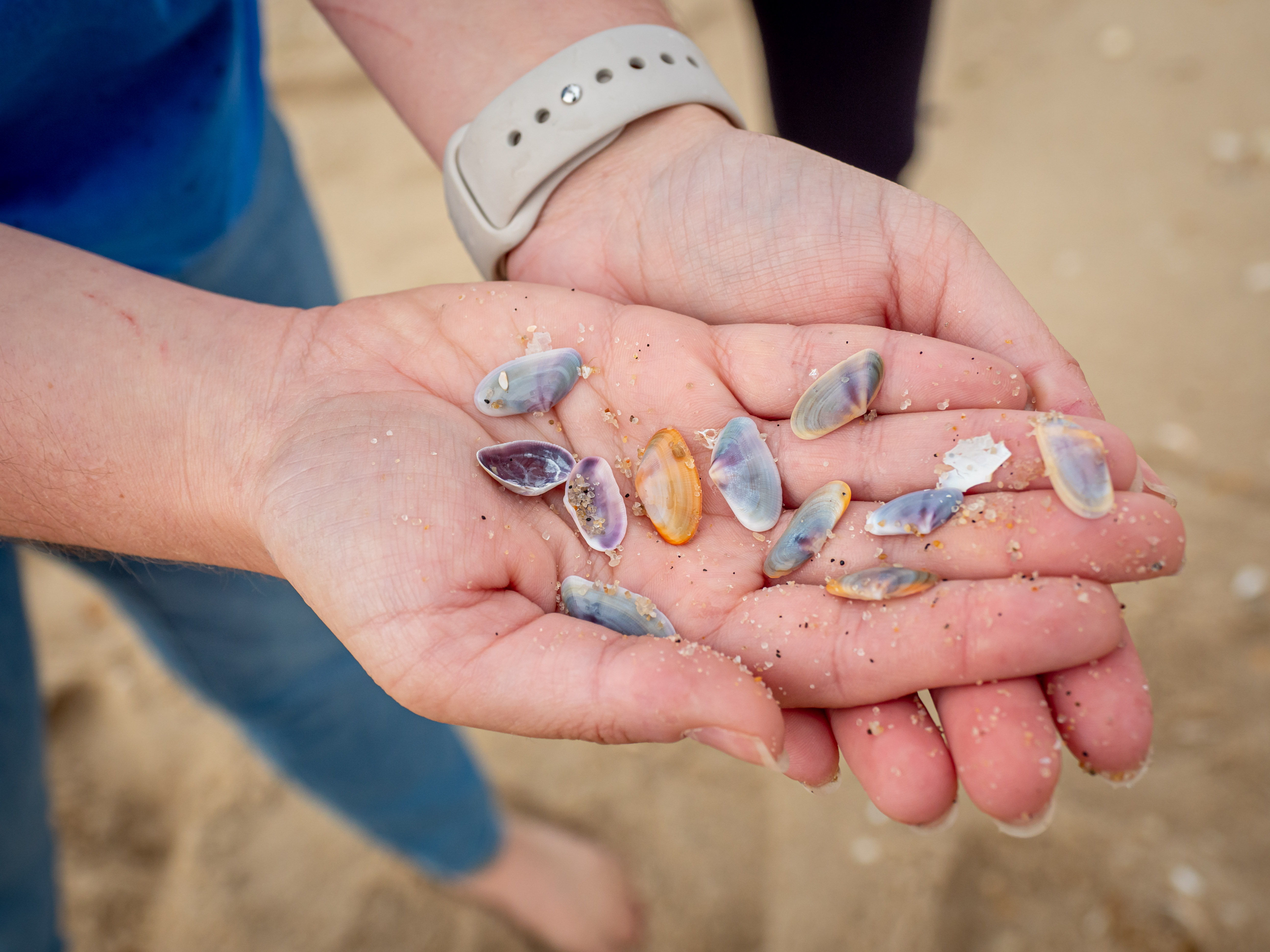 Seashells around Sandy Hook Beach - nj.com