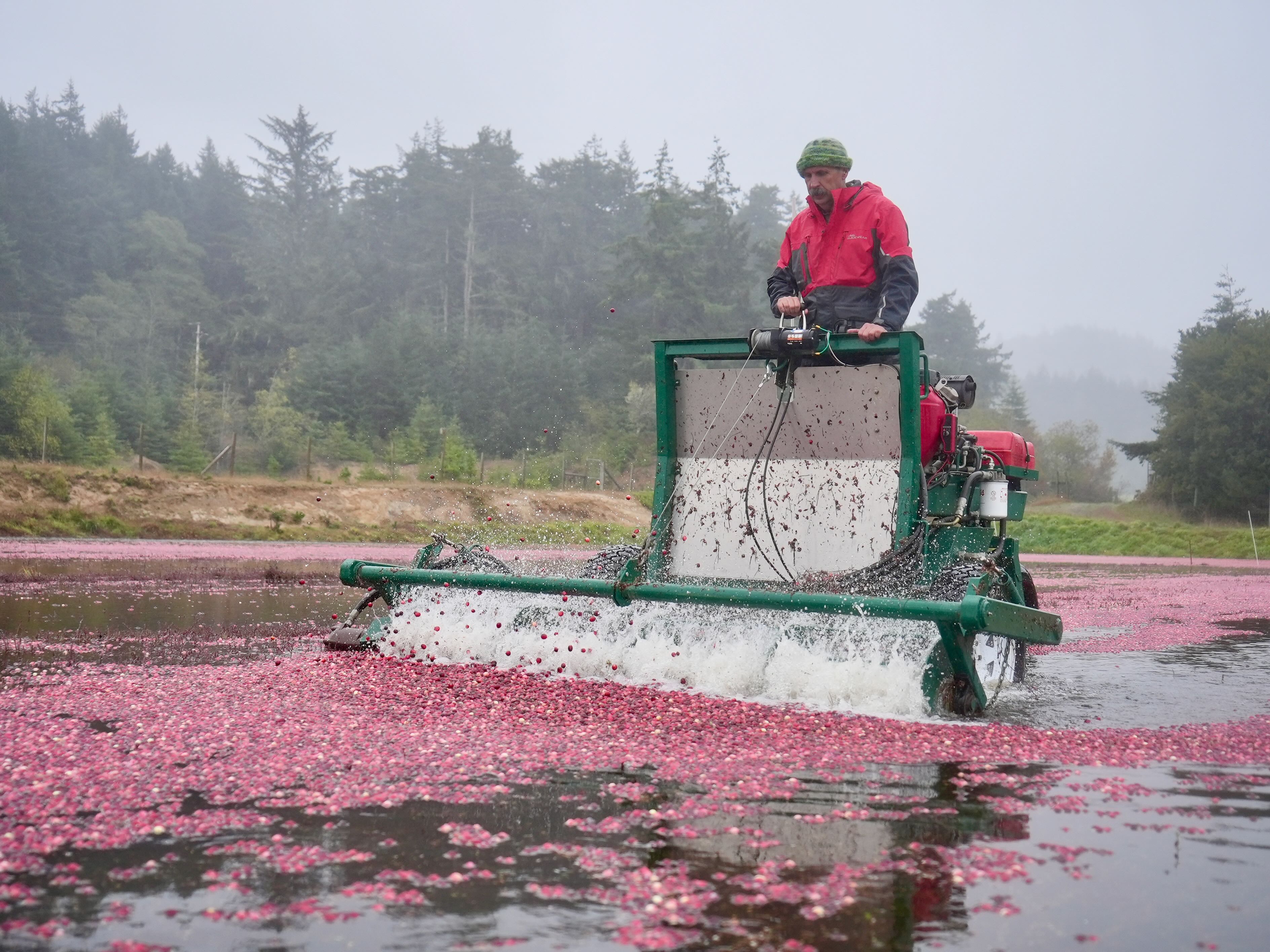 Cranberry harvest - oregonlive.com