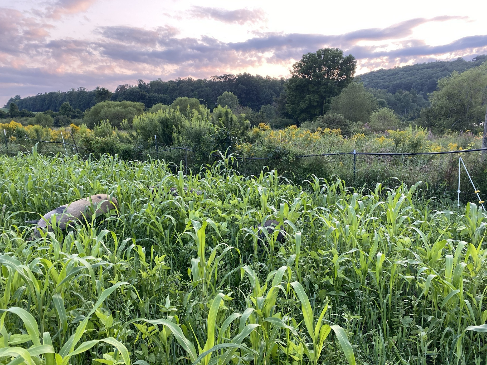Life on Hawthorne Valley Farm - nj.com