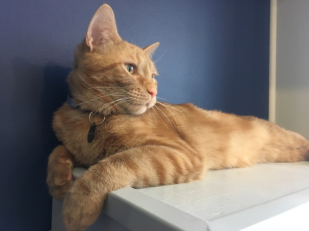 AffoGATO cat café - cleveland.com