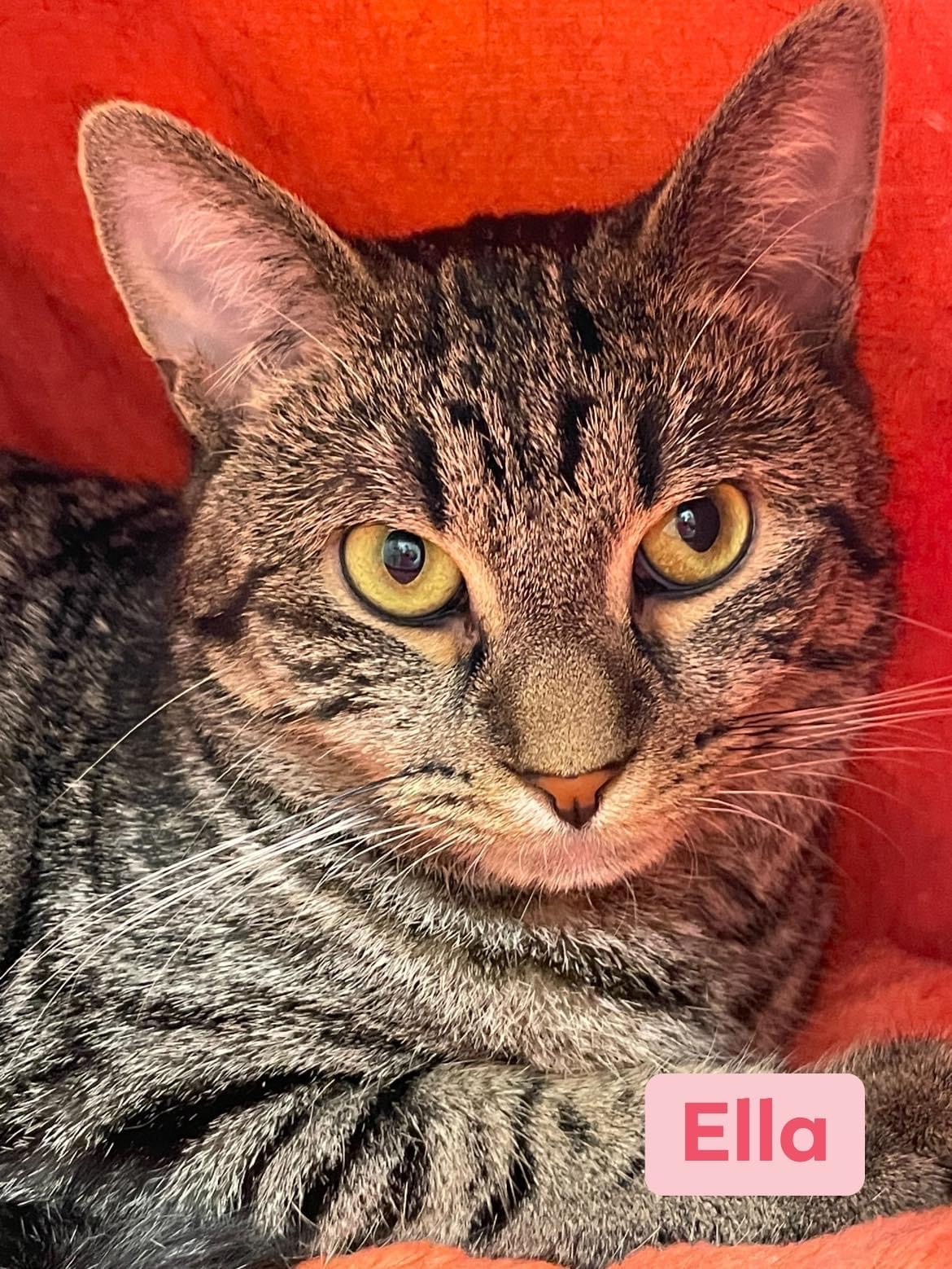 The weather might be shifting, but the need for these pets to find a ...