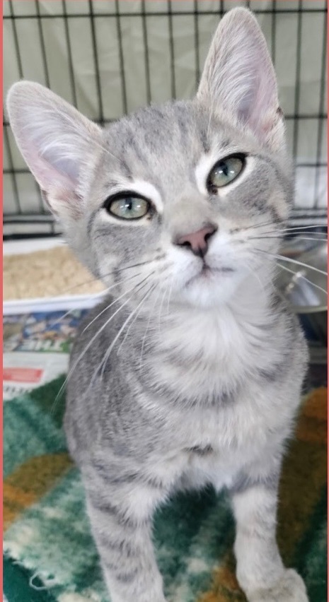 N.J. pets in need: Dec. 5, 2022 - nj.com