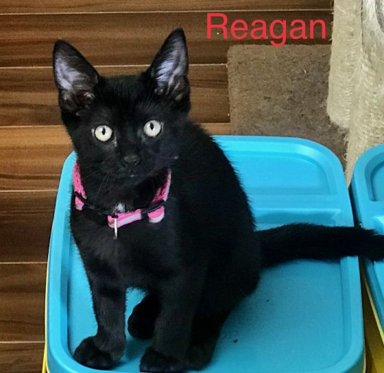 Meet 12 adoptable pets to share your heart and home: November 15-16 ...