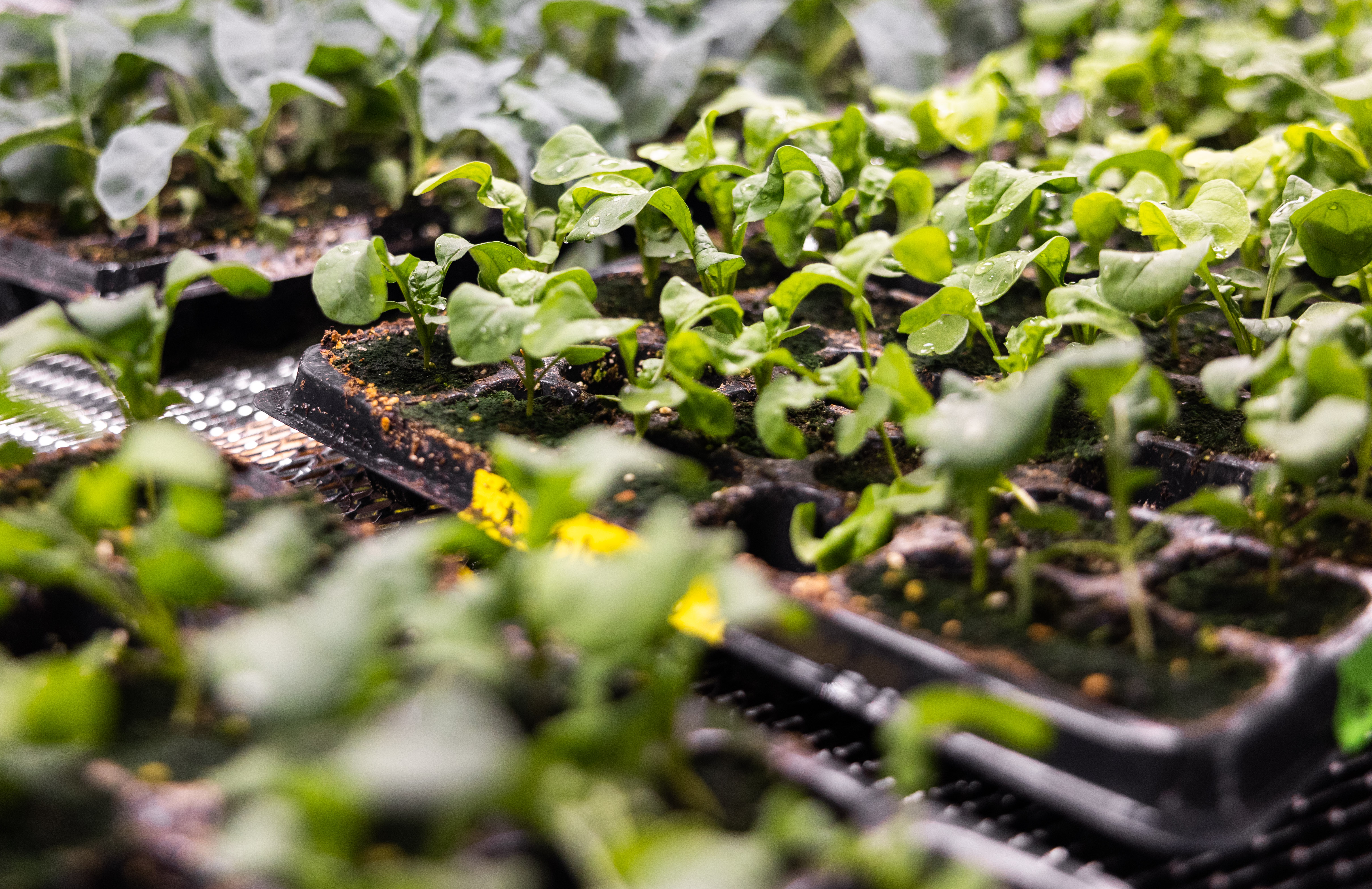 Clean Crop Technologies in Holyoke - masslive.com