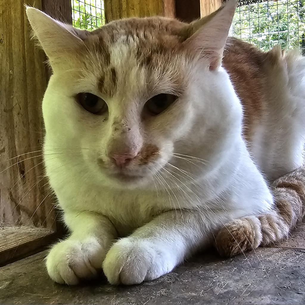 Let the fun begin! Rescued pets searching for a their forever family ...