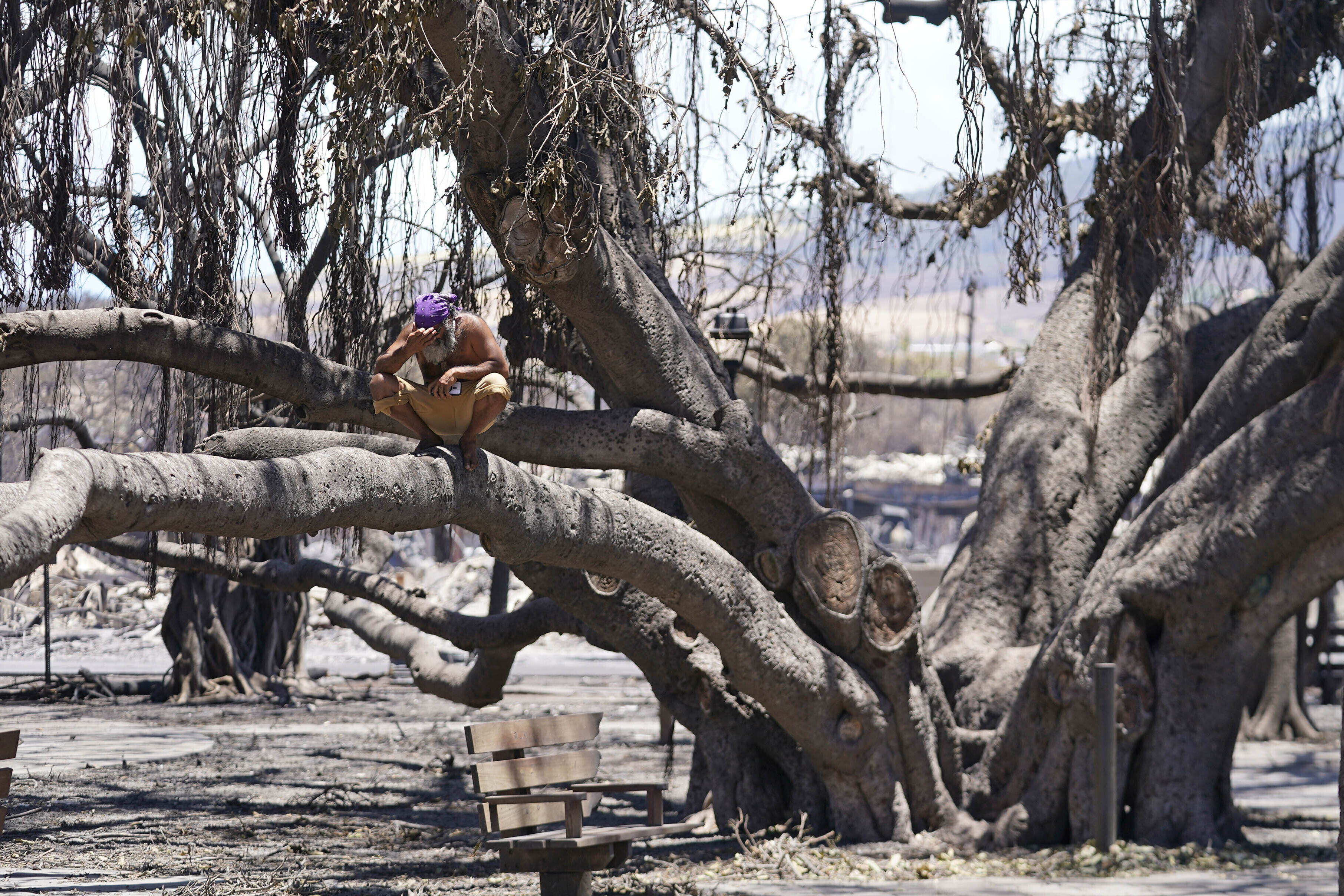 Burned banyan tree makes a comeback - pennlive.com